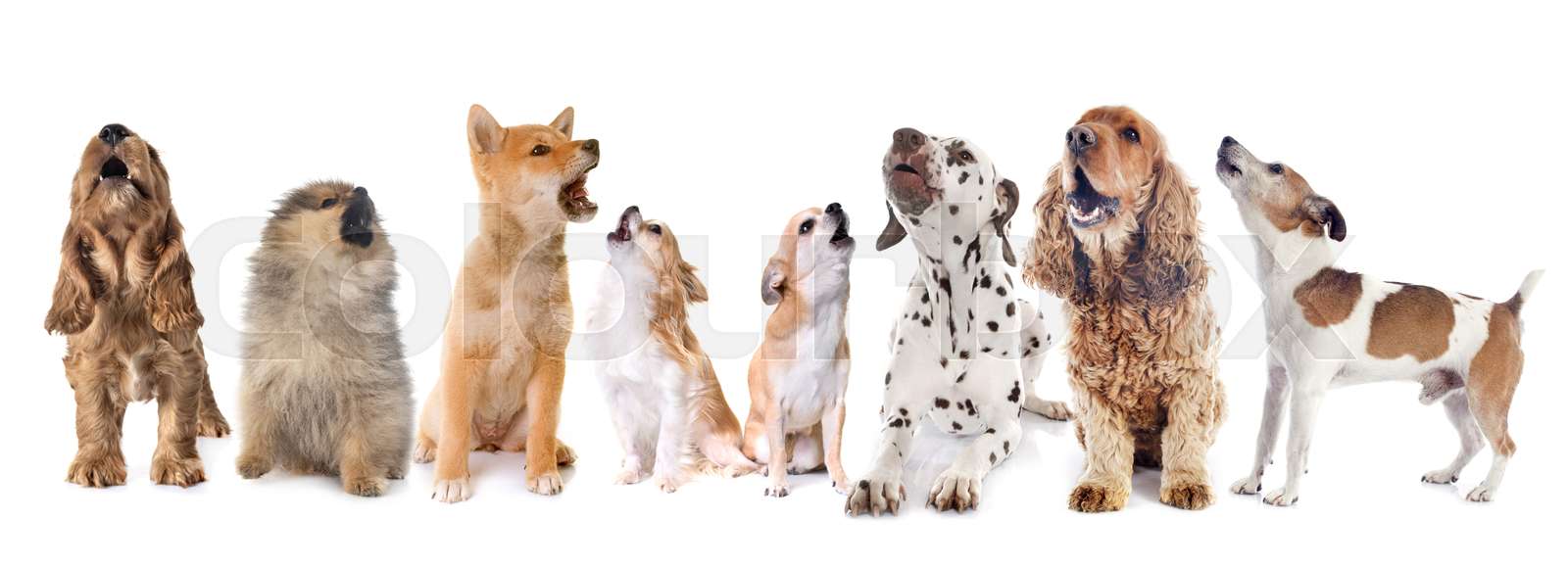 group of dogs howling | Stock image | Colourbox