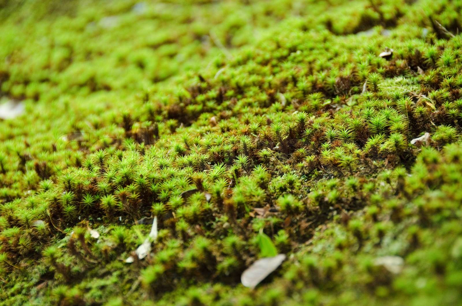 Moos | Stock Bild | Colourbox