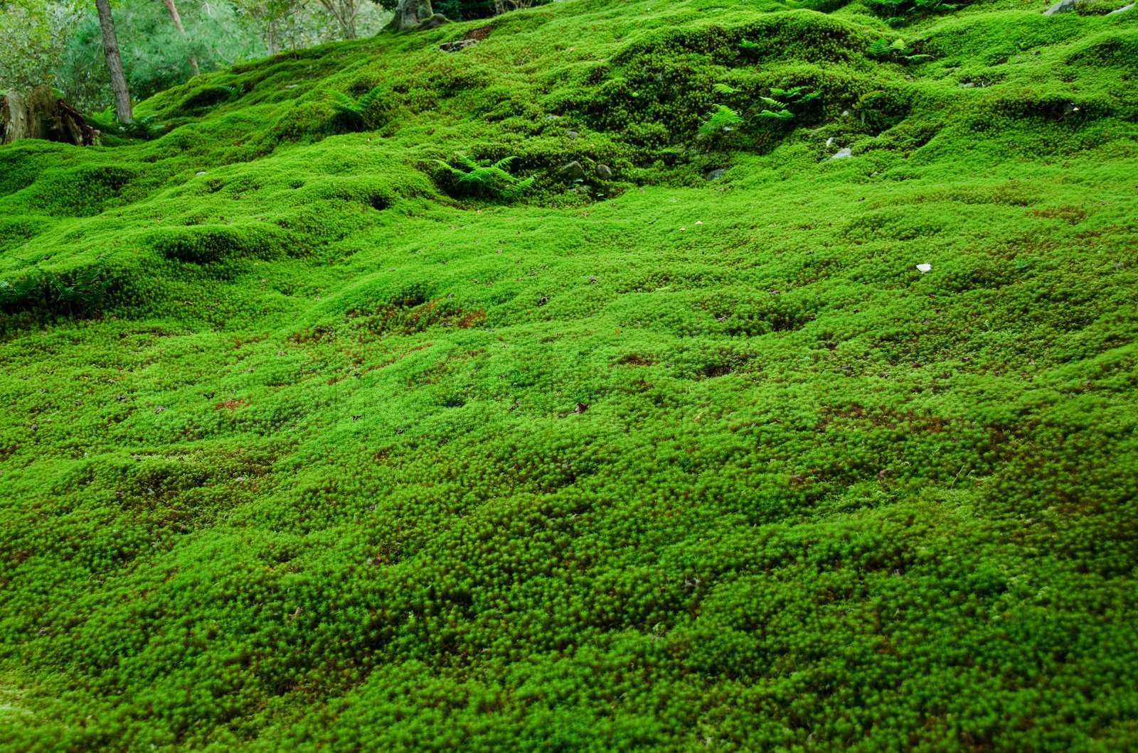 Natural carpet of moss | Stock image | Colourbox