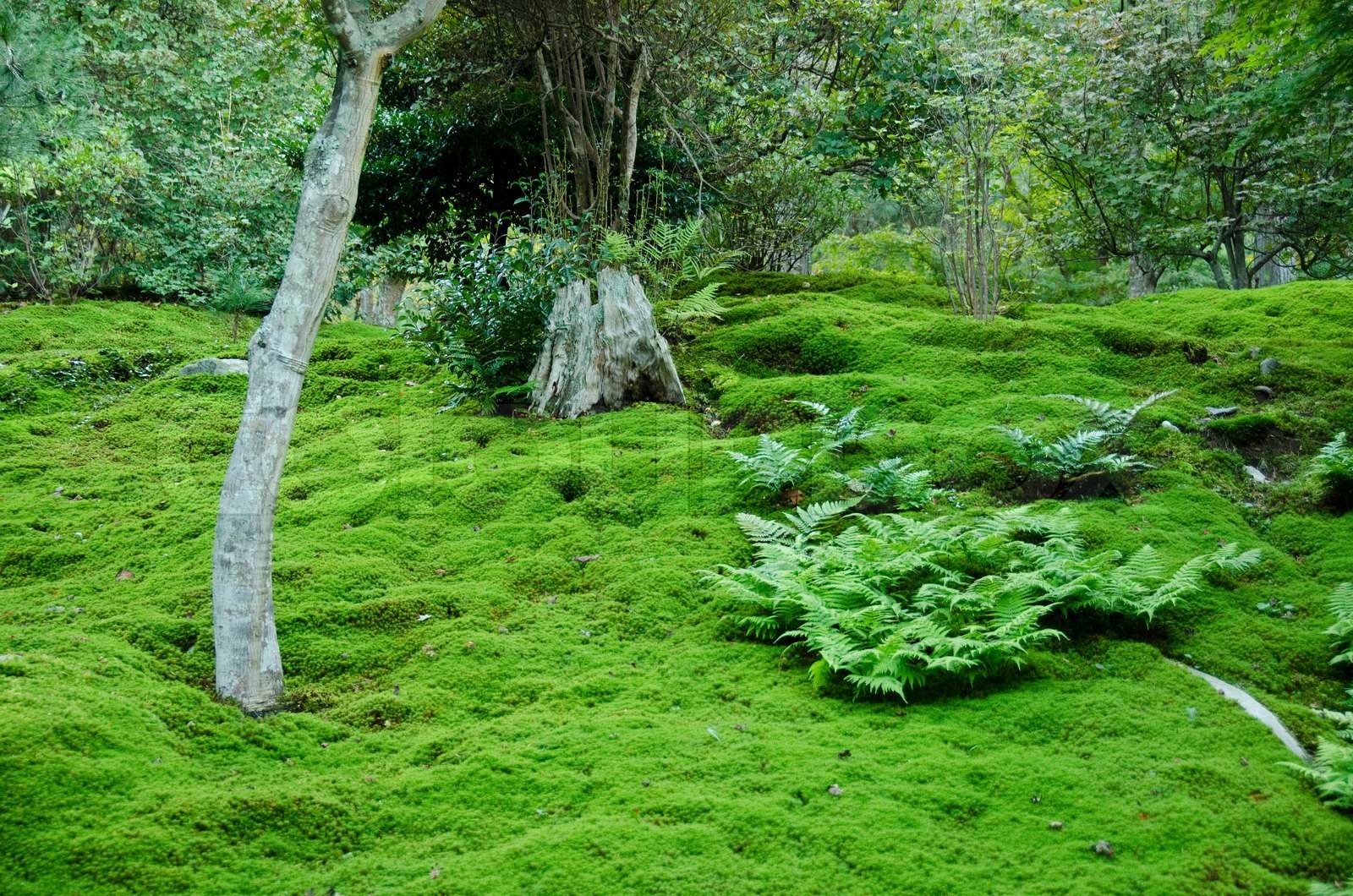 Moss on a forest floor | Stock image | Colourbox