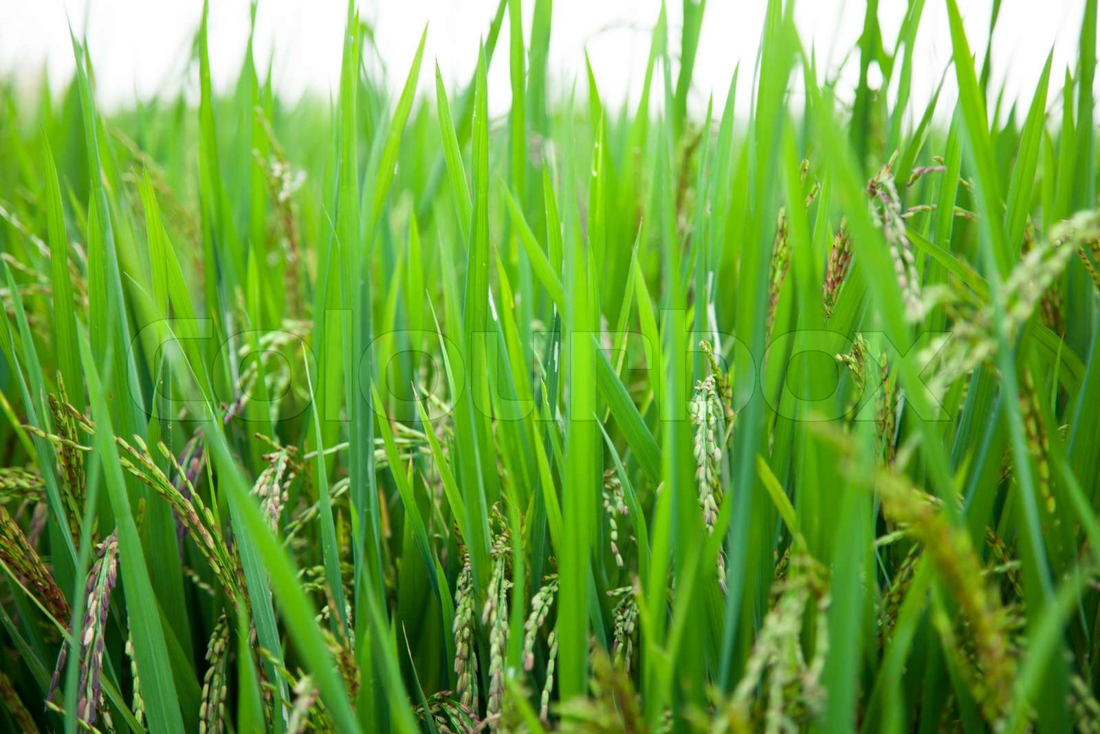 Rice und Reisfelder | Stock Bild | Colourbox