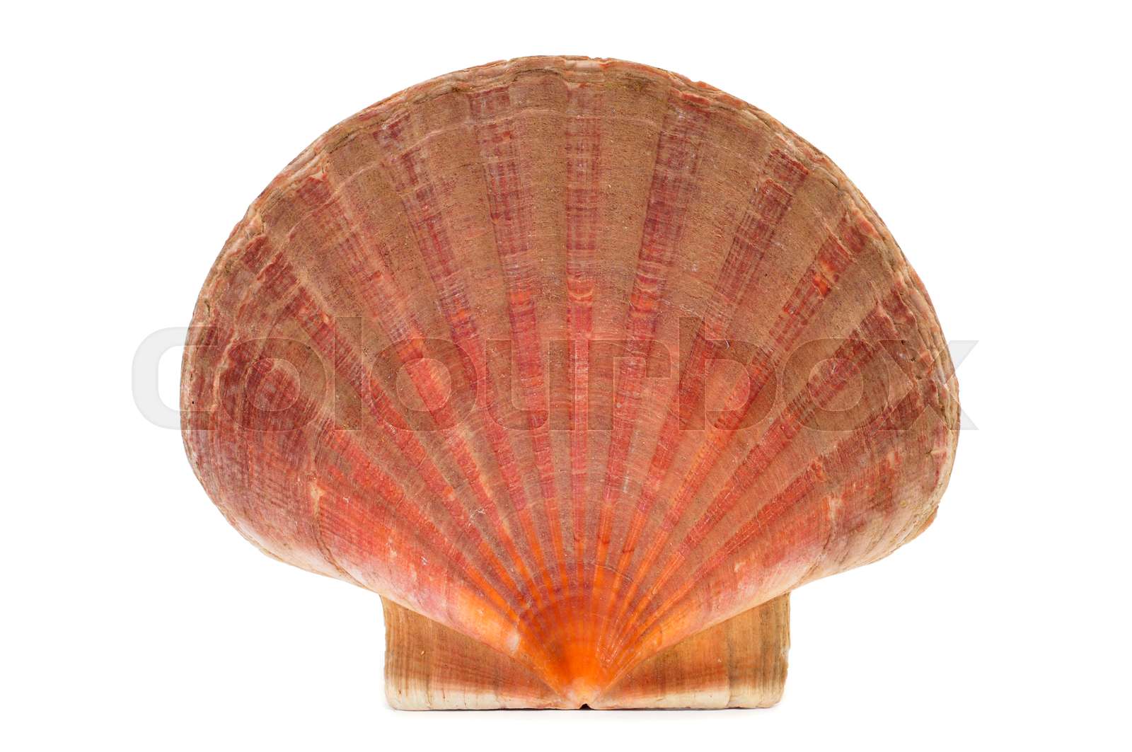 scallop shell or shell of Saint James | Stock image | Colourbox
