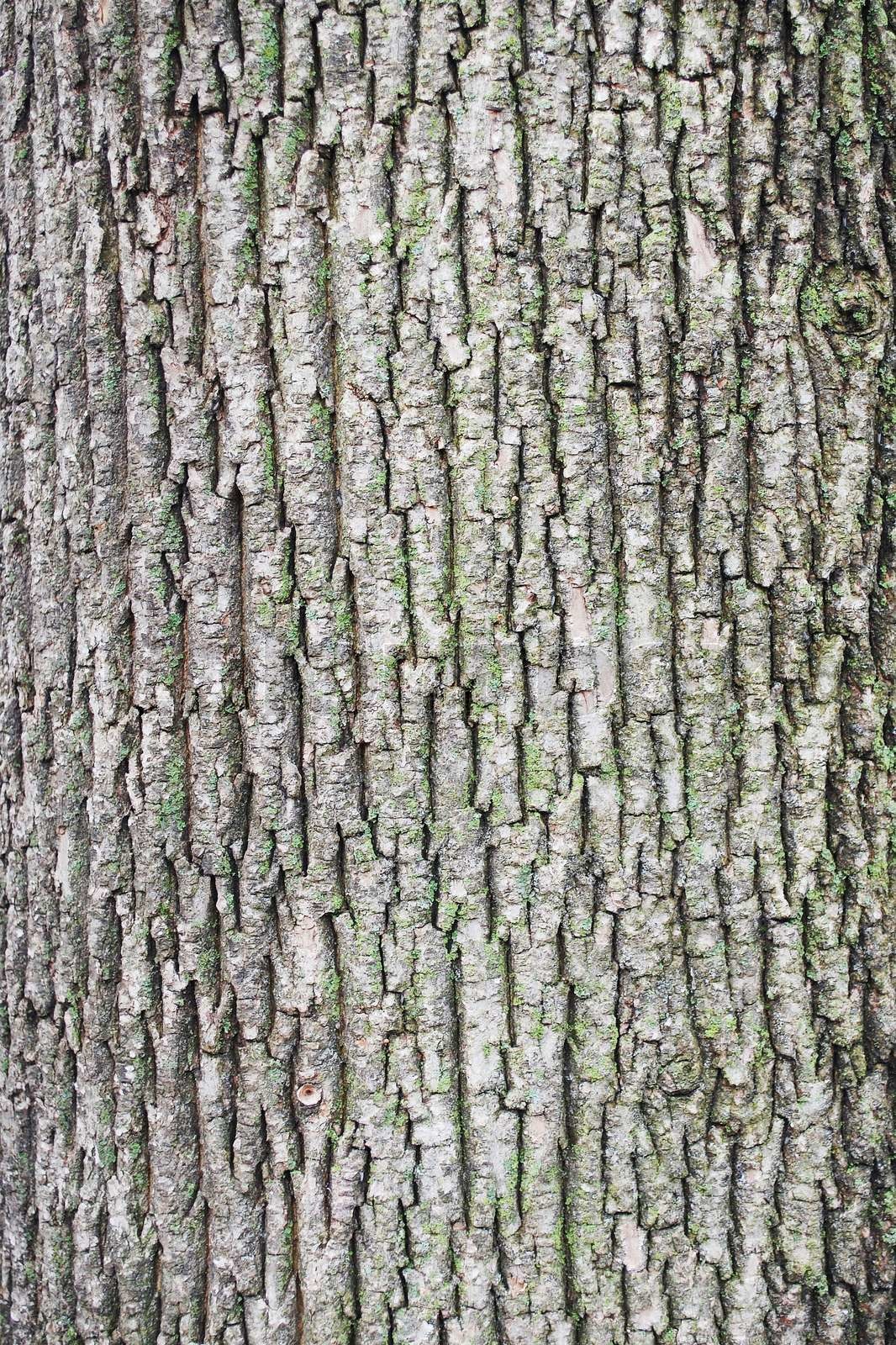 Baumrinde Textur | Stock Bild | Colourbox