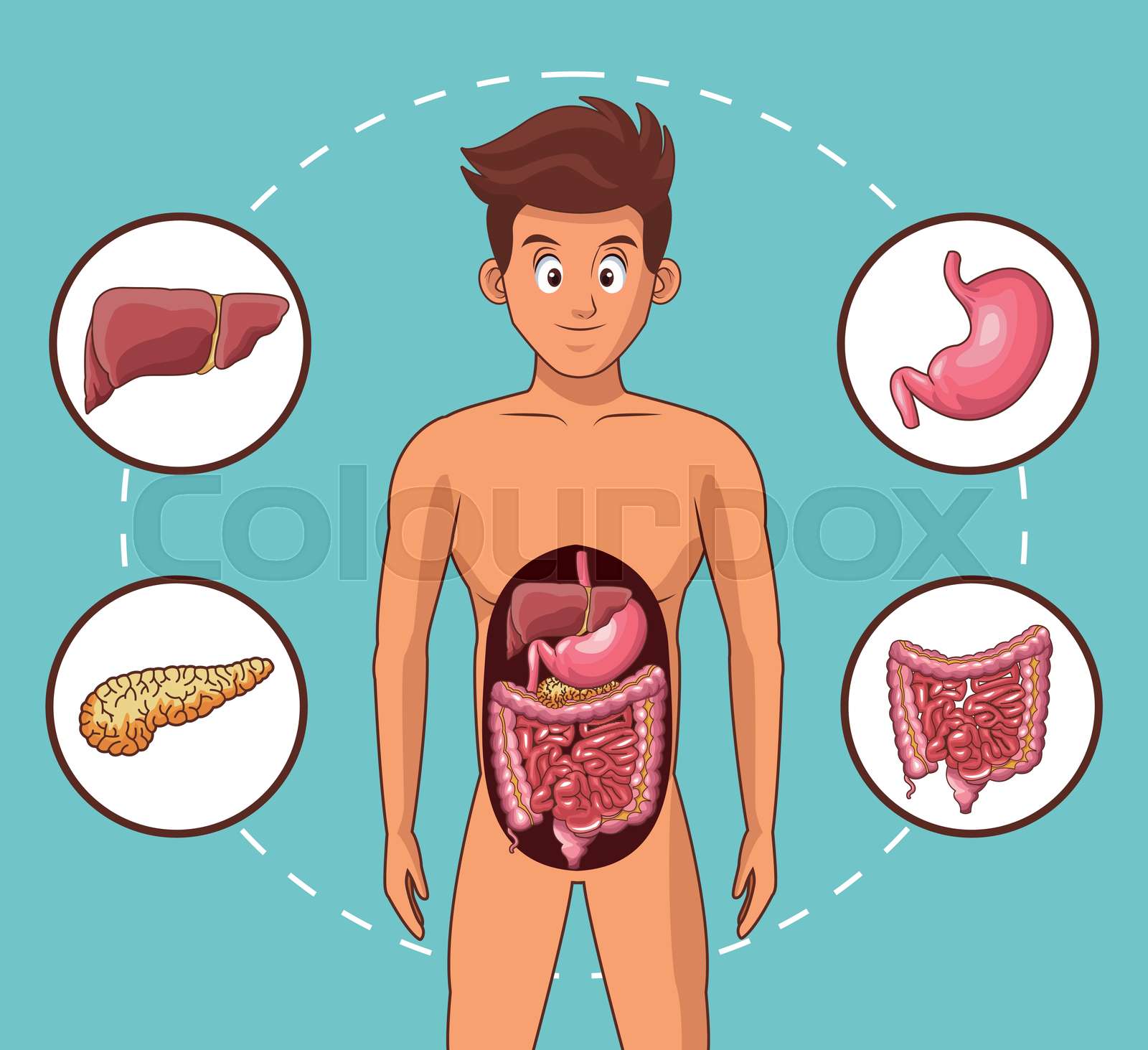 Cartoon Digestive System