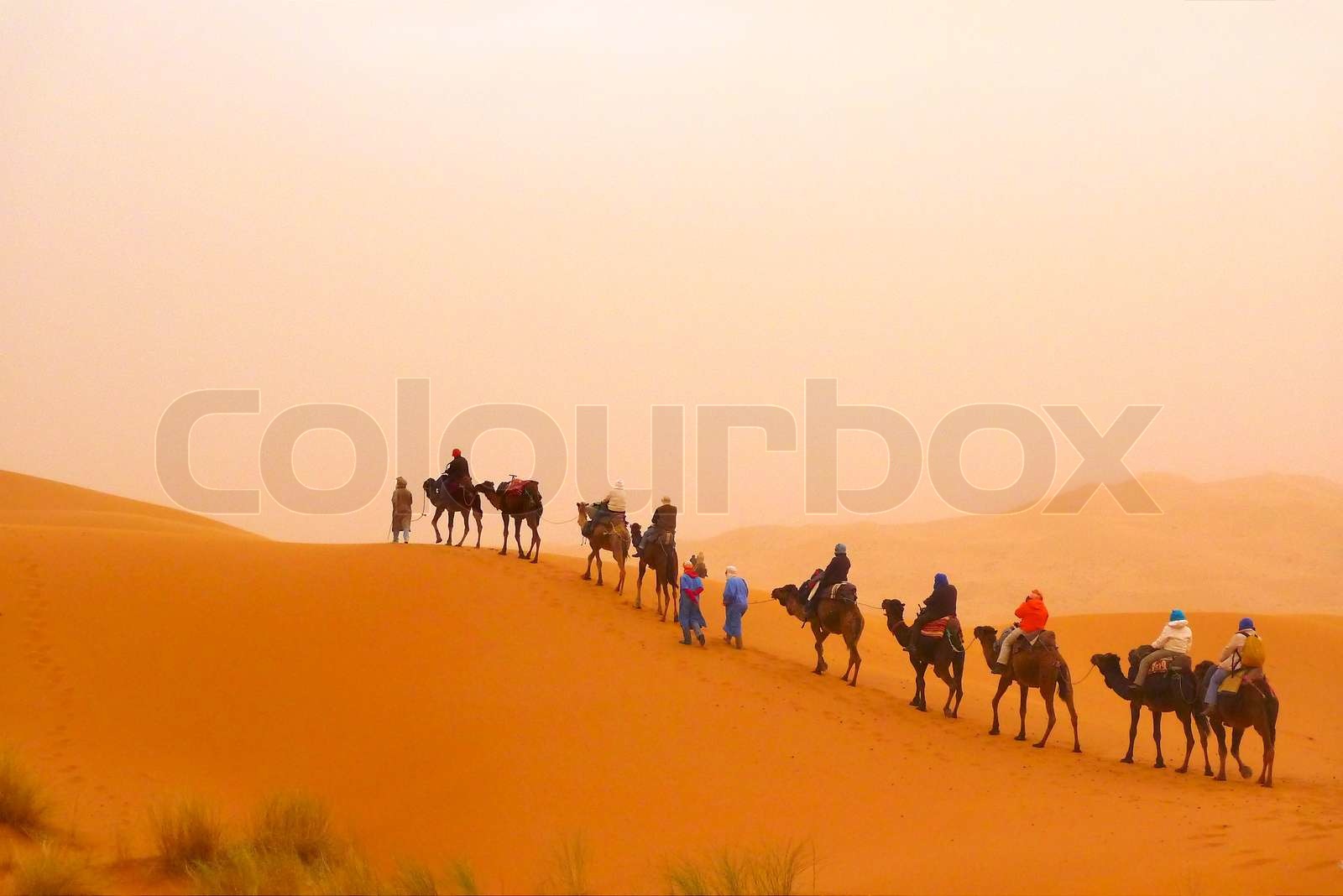 Kamel-Karawane | Stock Bild | Colourbox