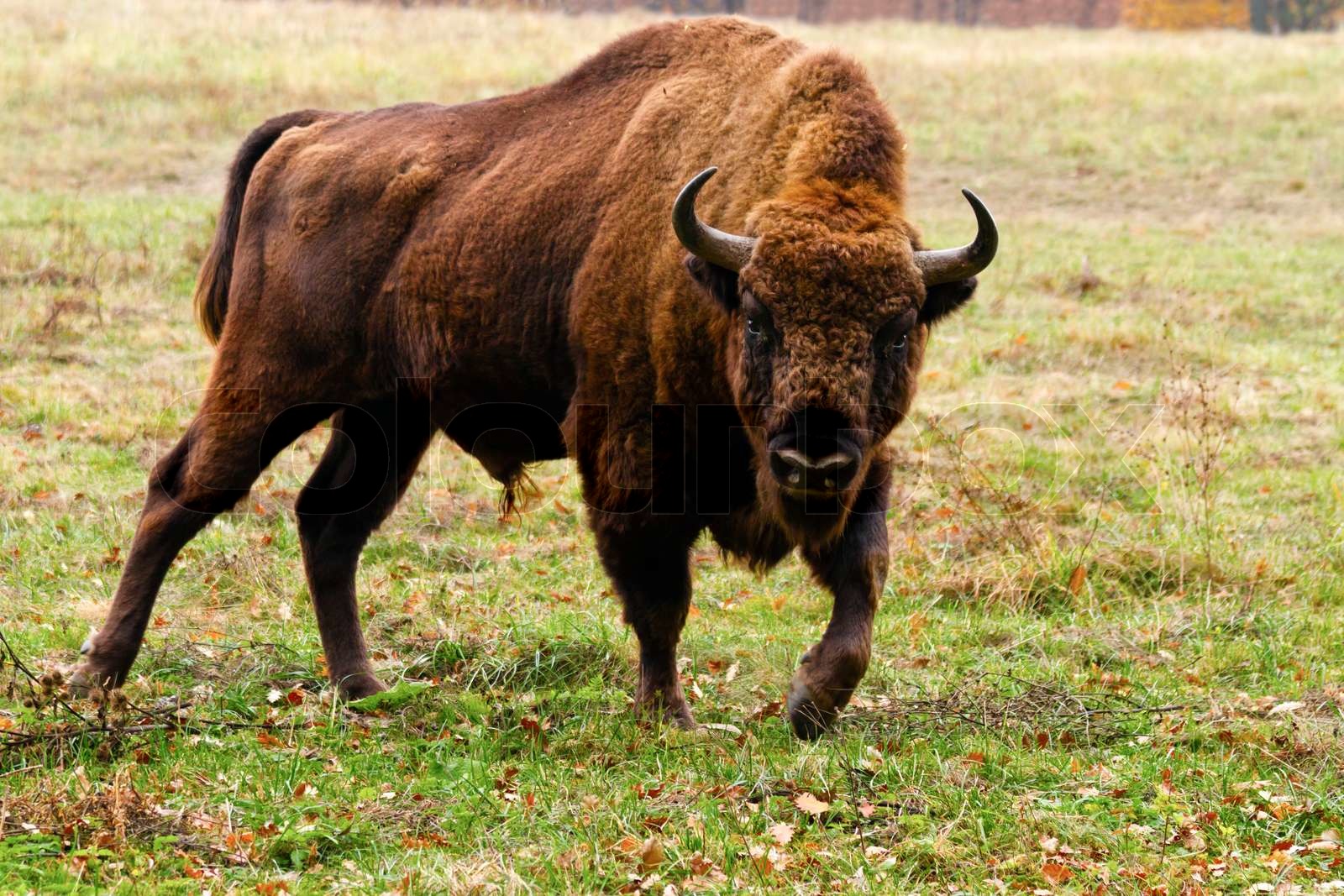 European Bison Bull