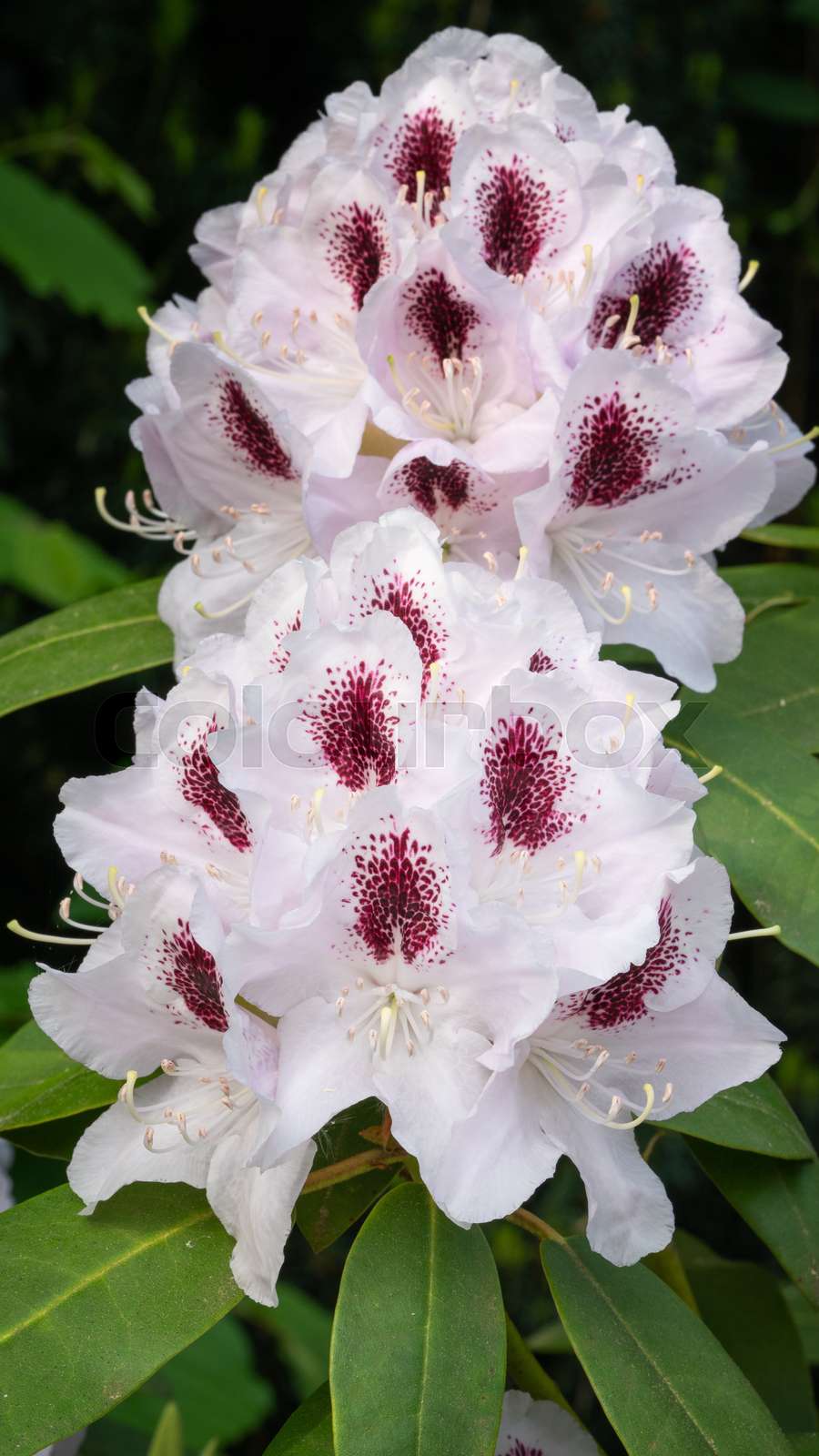 Rhododendron Hybrid Calsap, Rhododendron hybrid | Stock image | Colourbox