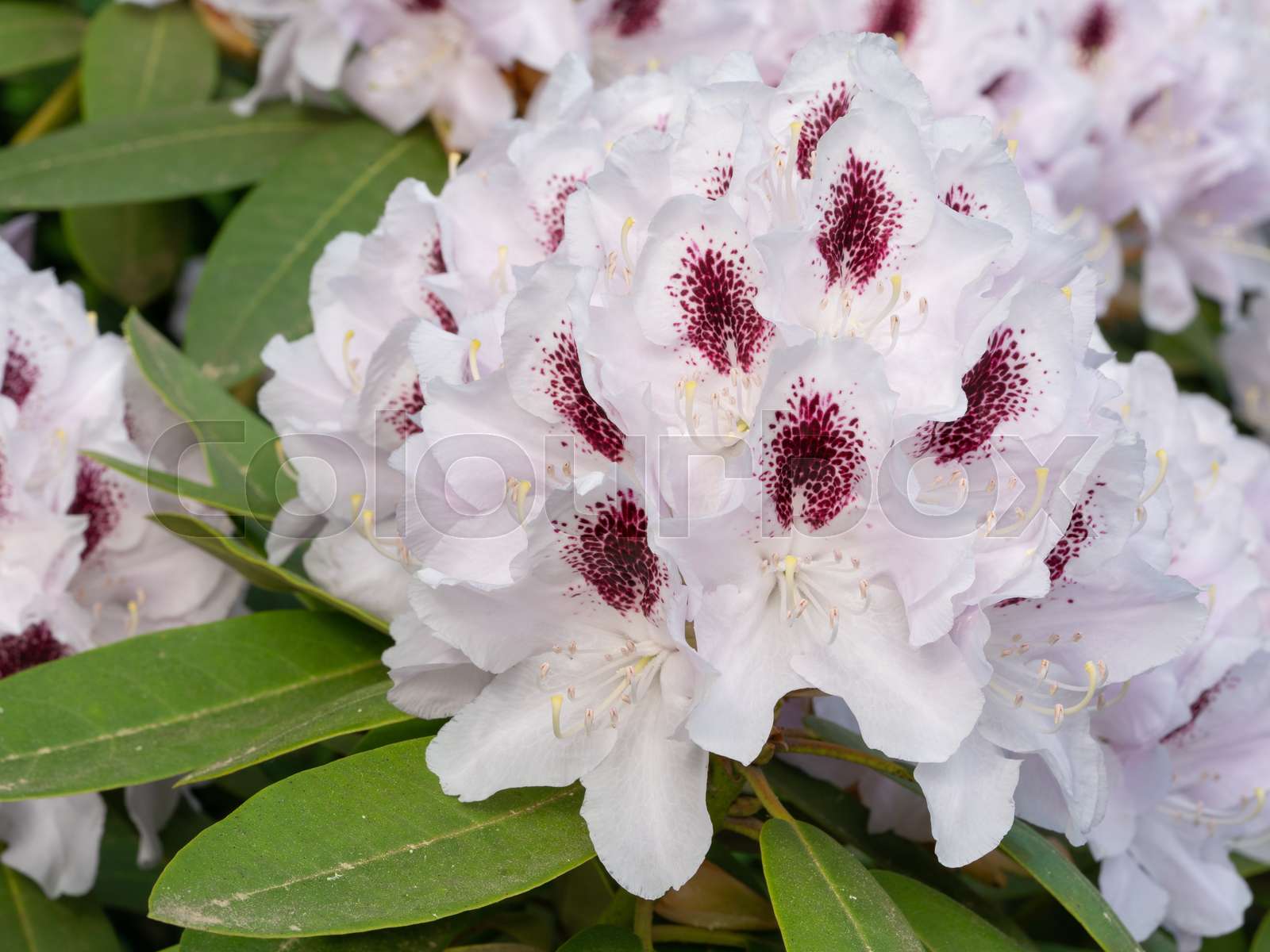 Rhododendron Hybrid Calsap, Rhododendron hybrid | Stock image | Colourbox