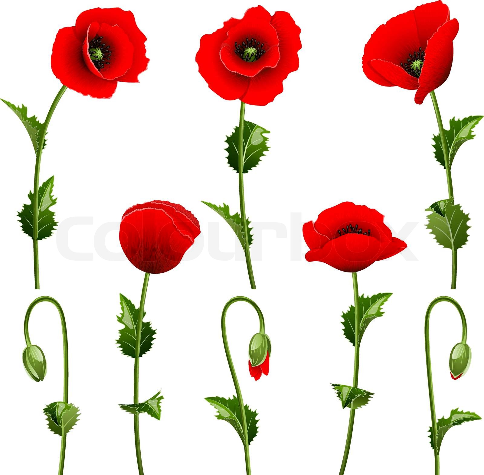 Set von Mohn | Stock-Vektor | Colourbox