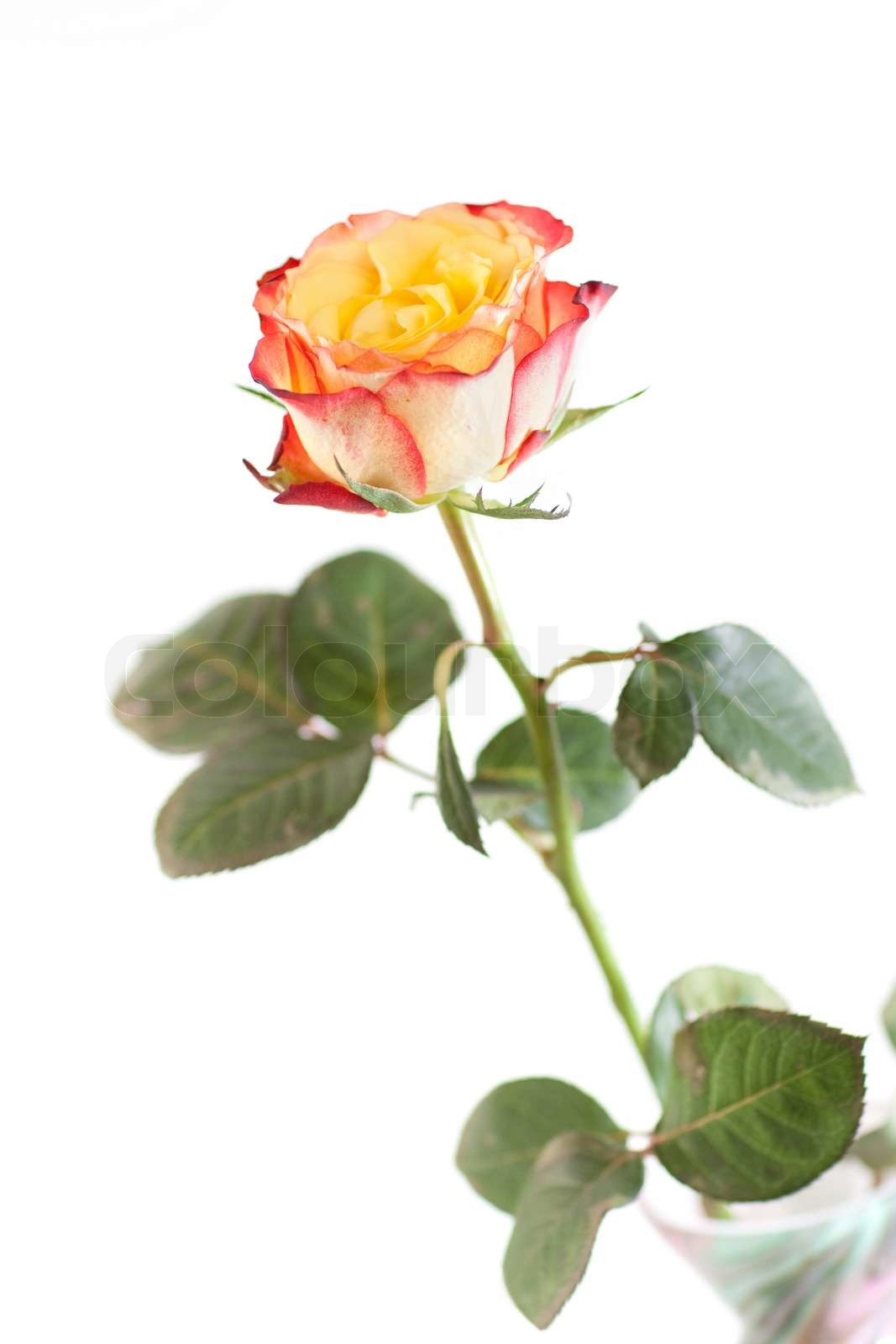 Erstaunlich Dungung Von Rosen Bild