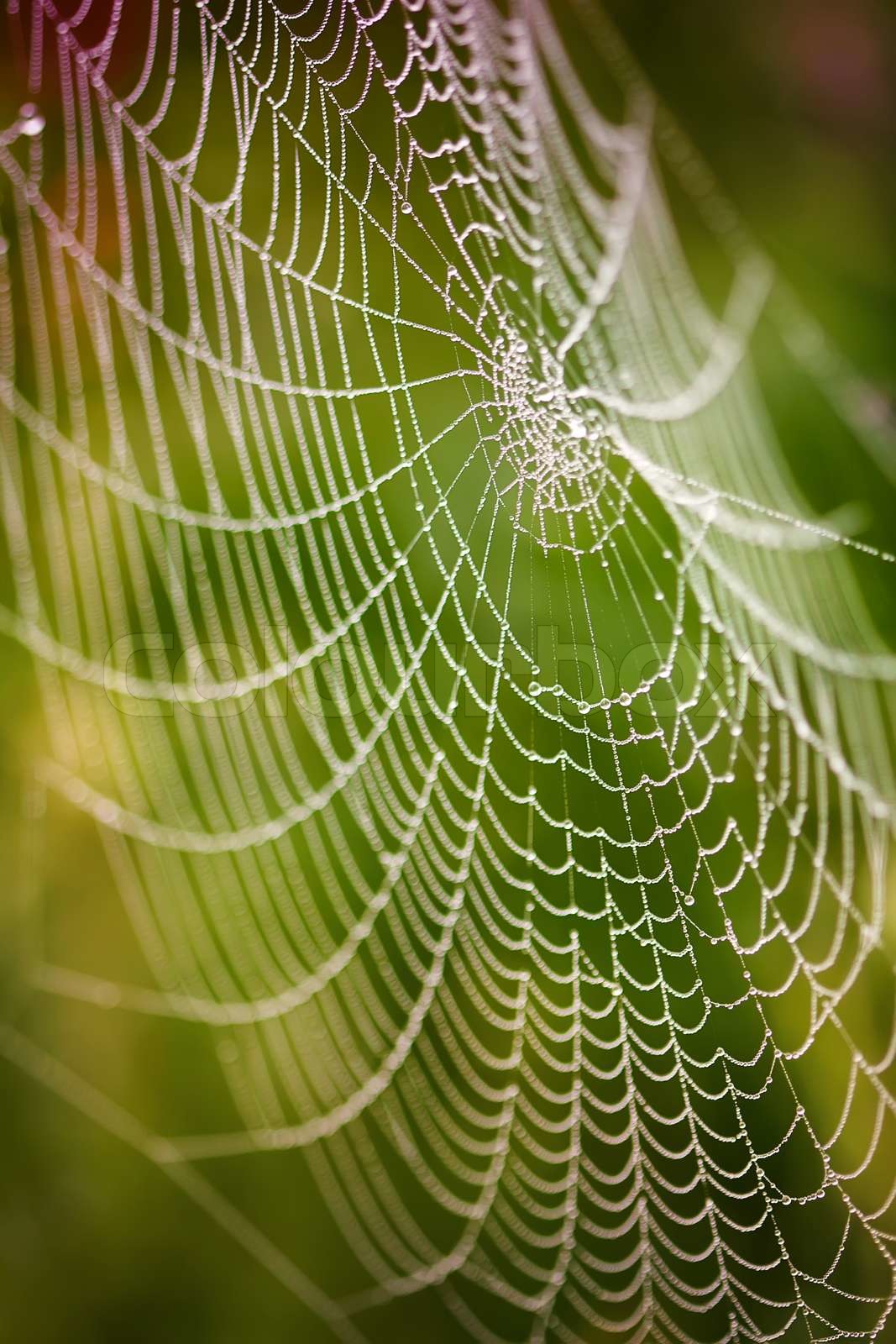 Beautiful detail of the cobwebs | Stock image | Colourbox