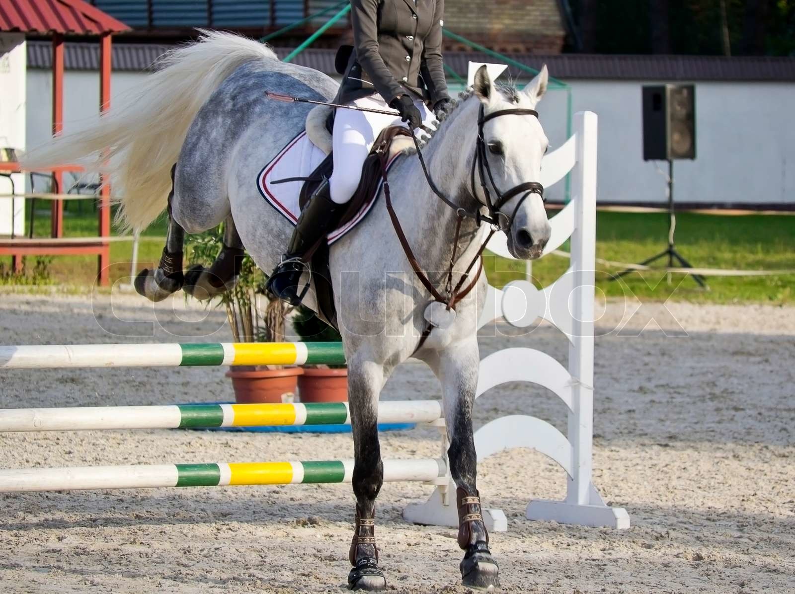 hest, spring, ridning | Stock foto | Colourbox