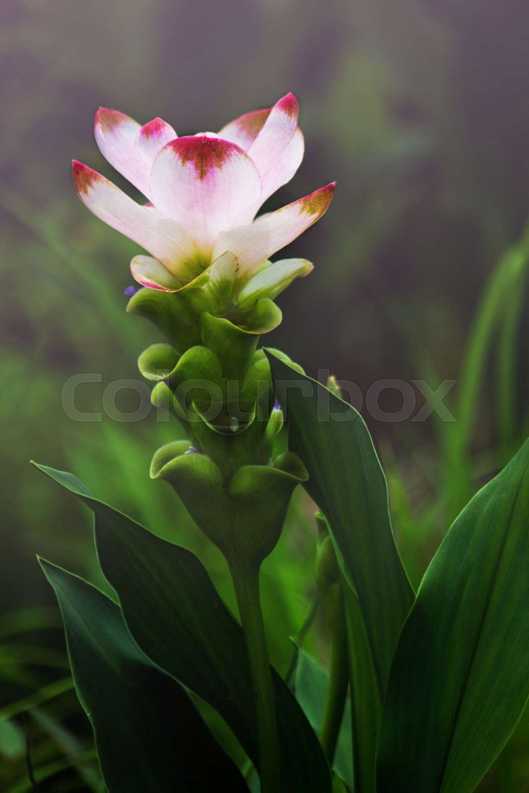 Curcuma Longa Flower