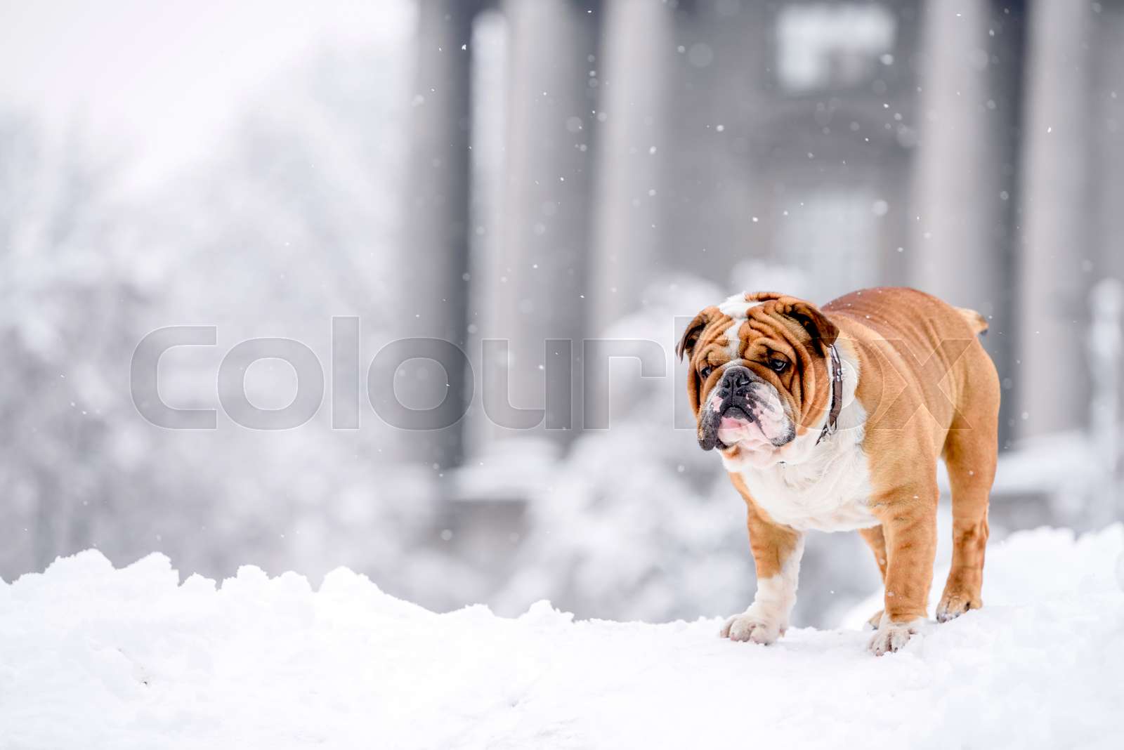 Bulldogs In Snow