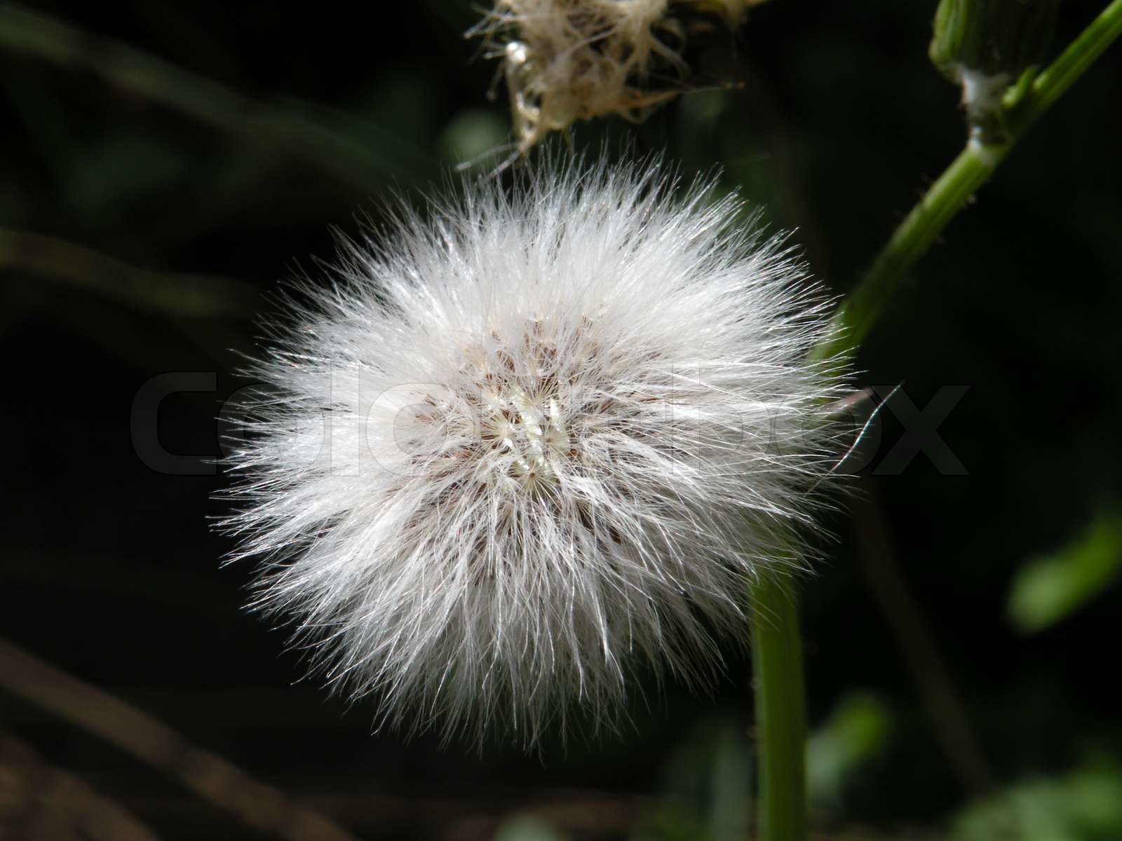 fluffy flower | Stock image | Colourbox