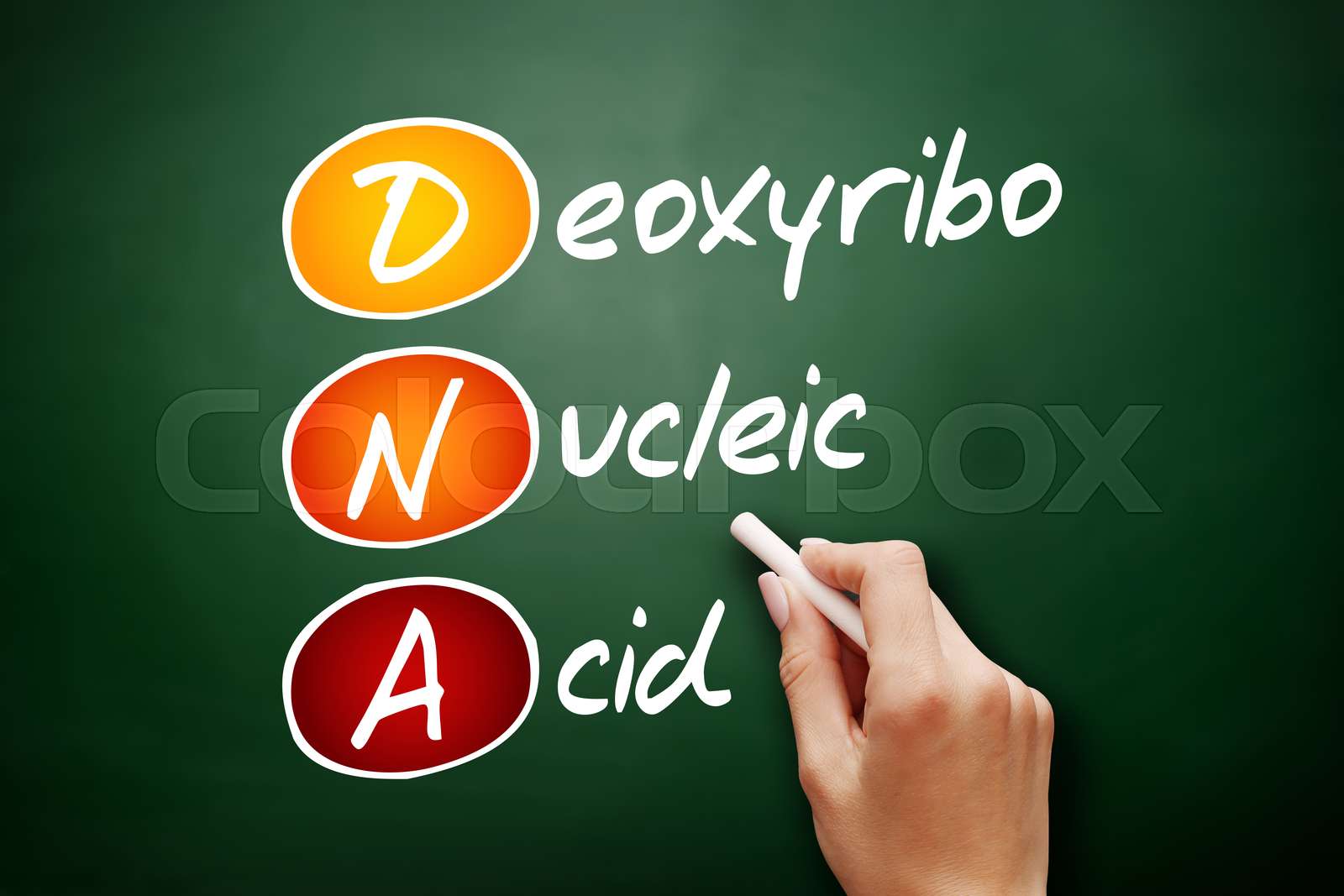 DNA - Deoxyribonucleic Acid, acronym | Stock image | Colourbox