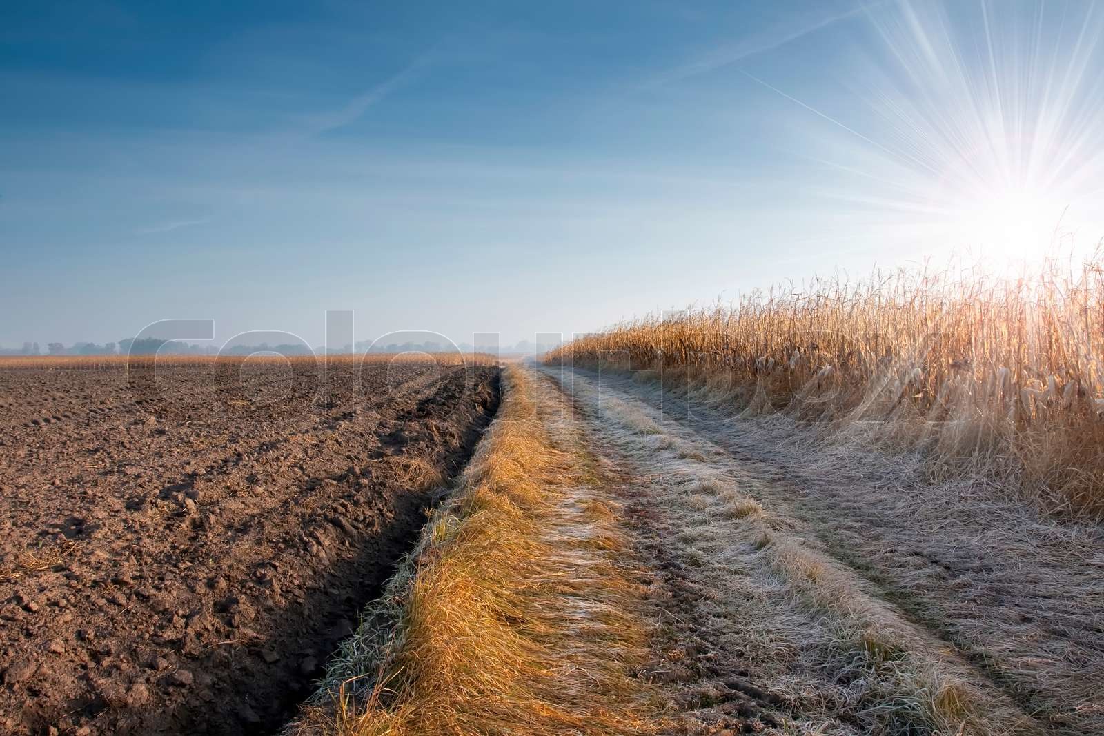 Corn Field in frost | Stock image | Colourbox