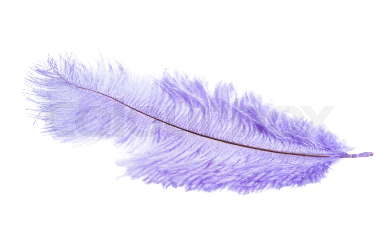 color ostrich feather isolated | Stock image | Colourbox