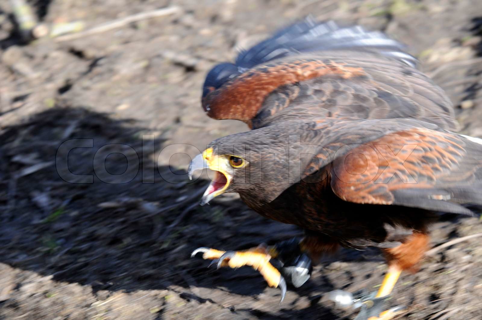Harris Hawk attack | Stock foto | Colourbox