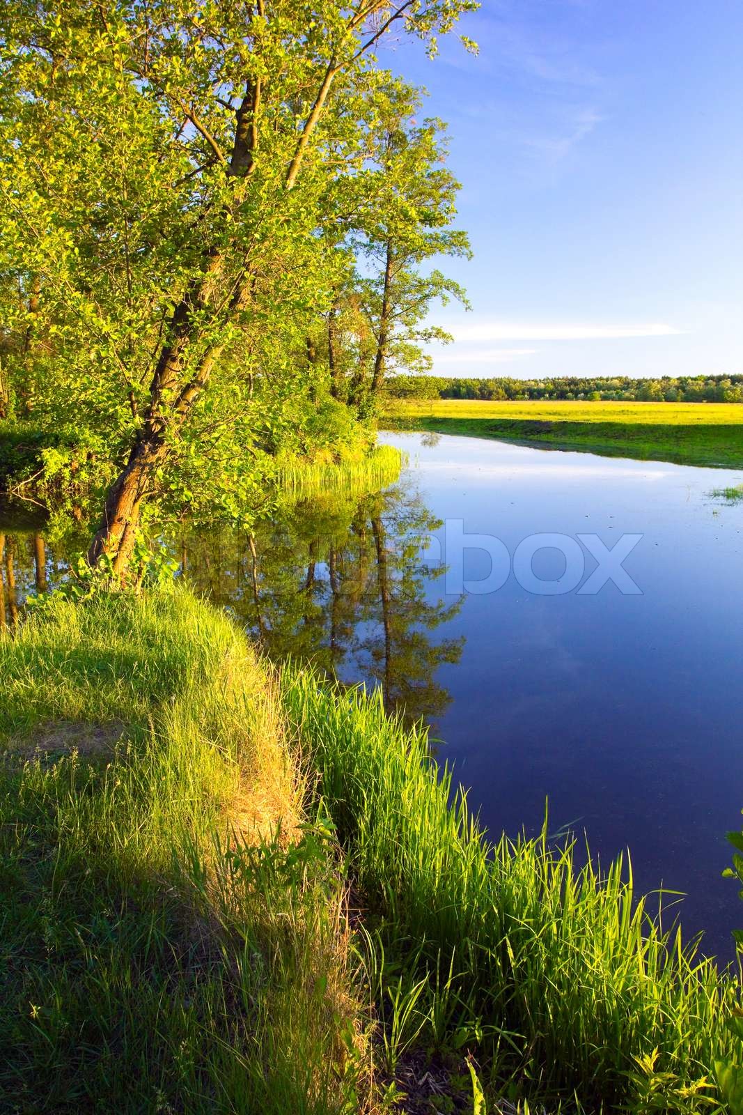 Flussufer im Wald bei Sonnenuntergang | Stock Bild | Colourbox