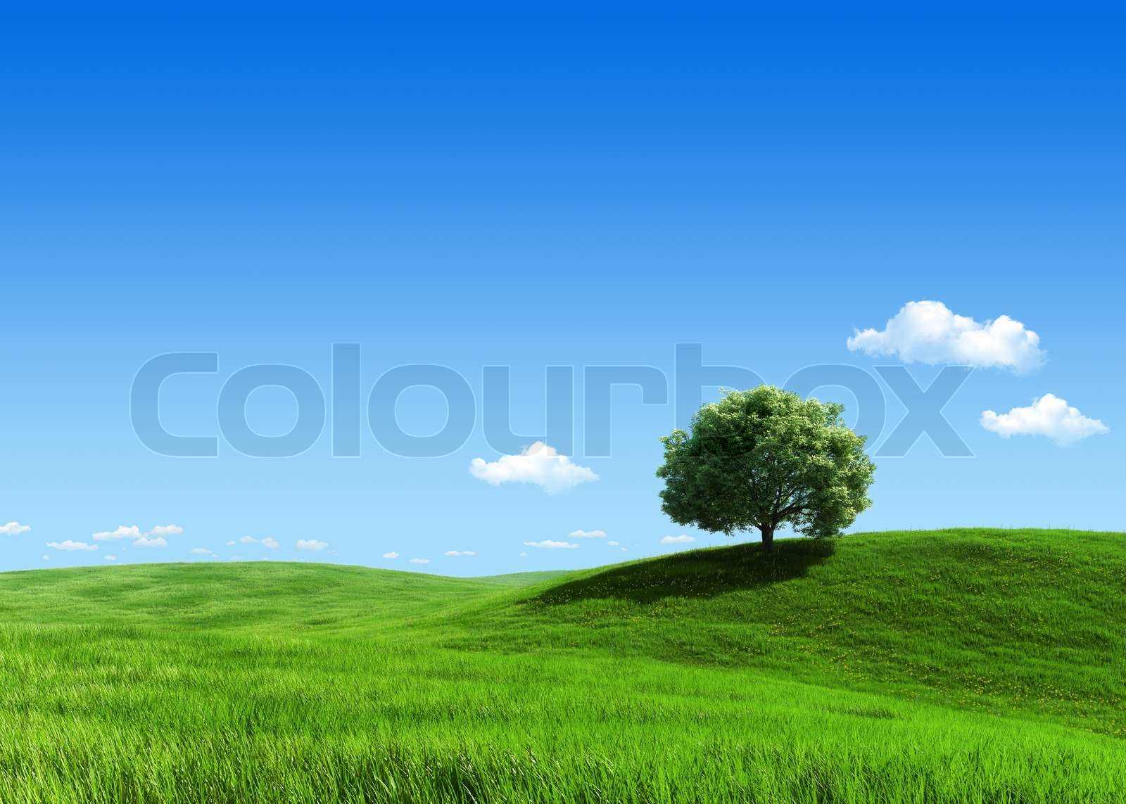 Nature collection - Green meadow 1 tree template | Stock image | Colourbox