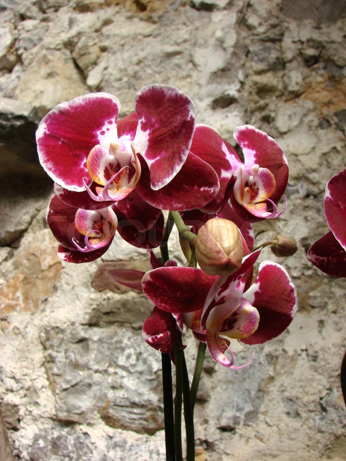 orkideer, eksotisk, busk | Stock foto | Colourbox