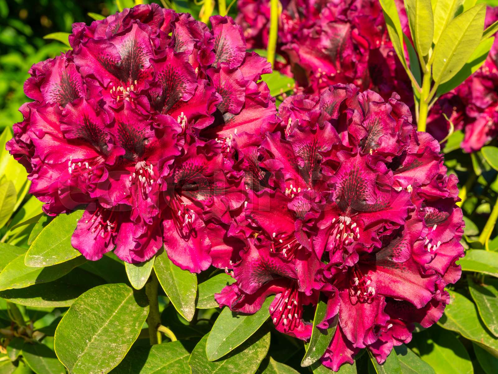 Rhododendron Hybrid Midnight Beauty, Rhododendron hybrid | Stock image ...