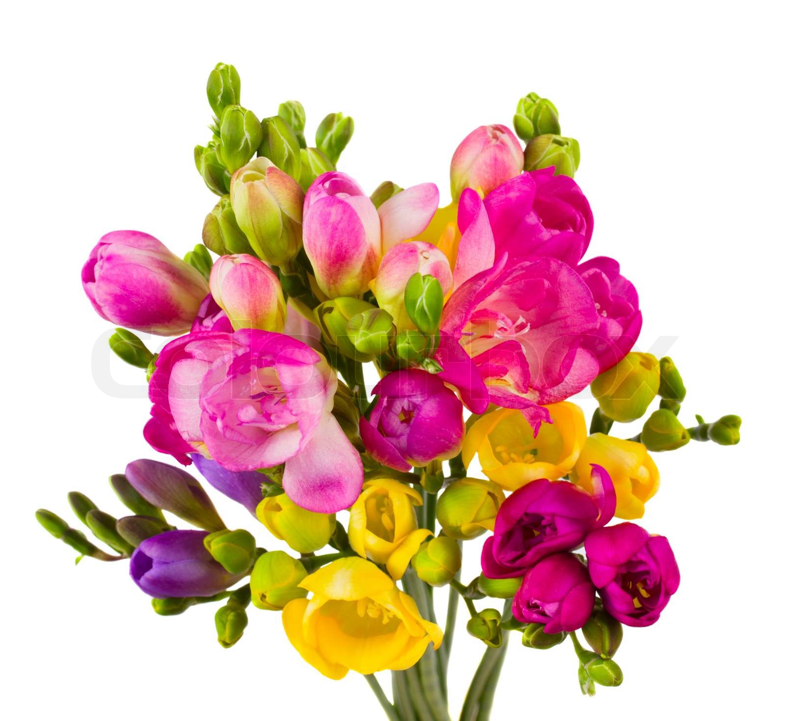 Freesien bouquet | Stock Bild | Colourbox
