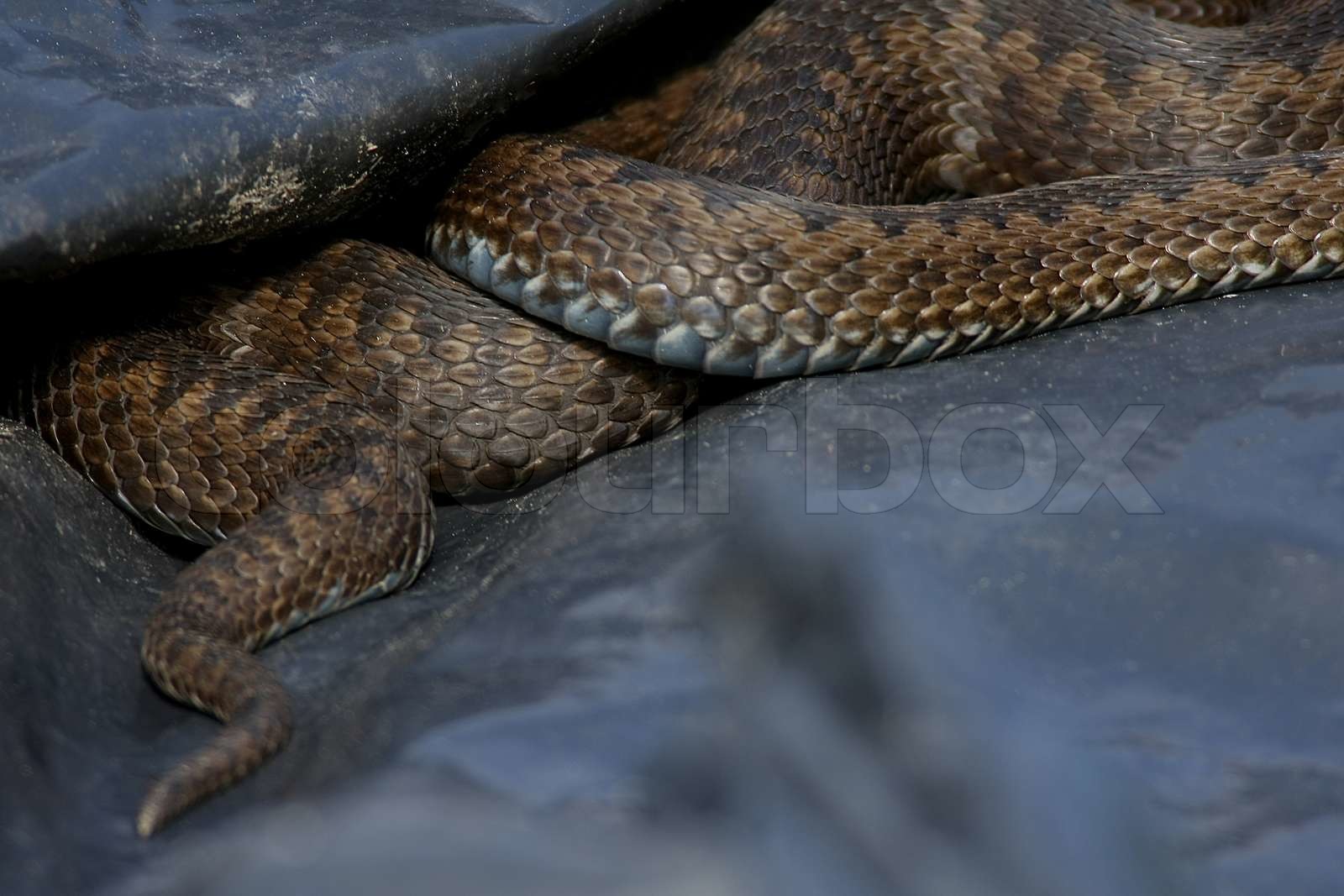 Viper tail | Stock image | Colourbox