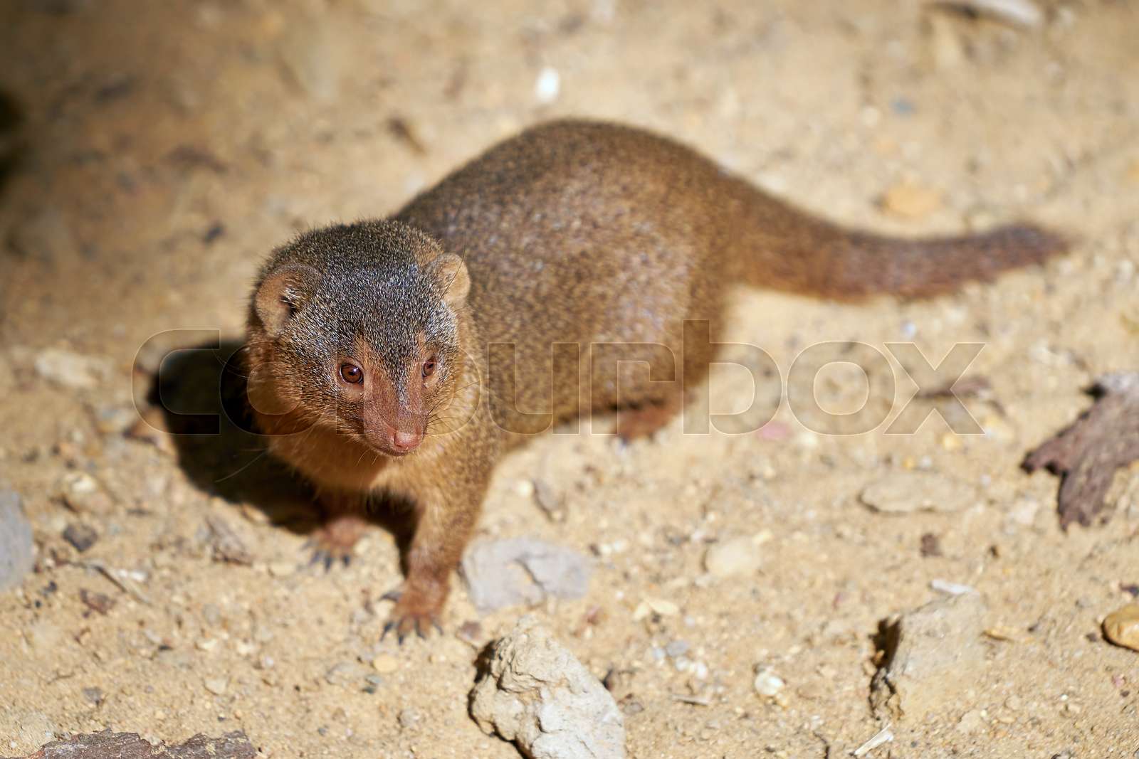 dwarf mongoose | Stock image | Colourbox