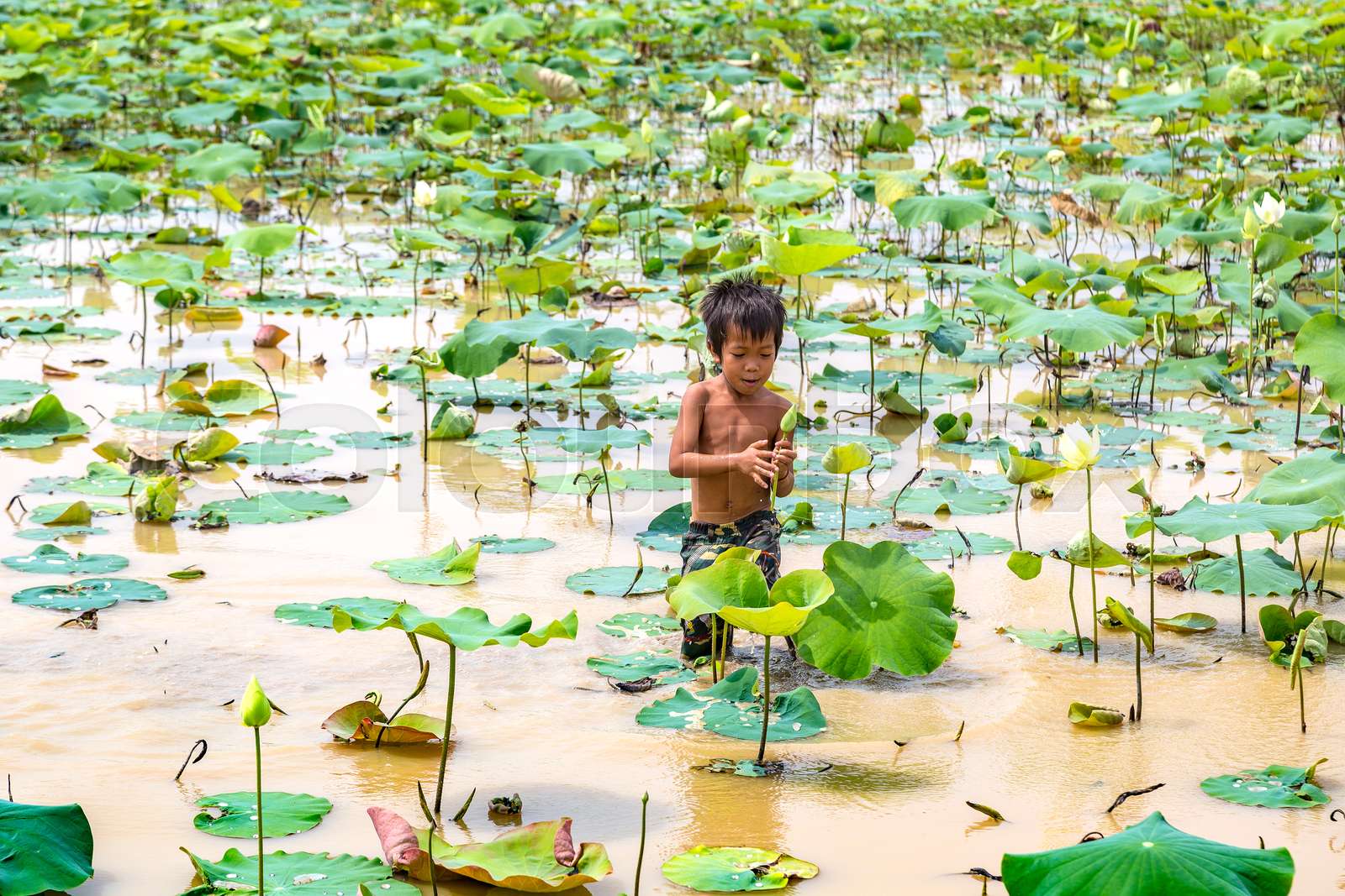 Lotus farm in Cambodia | Stock image | Colourbox