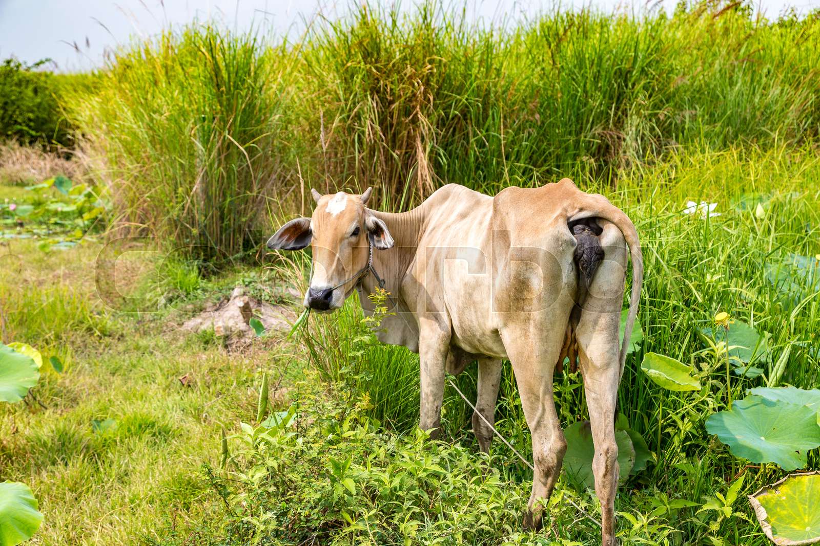 Asian cow in Cambodia | Stock image | Colourbox