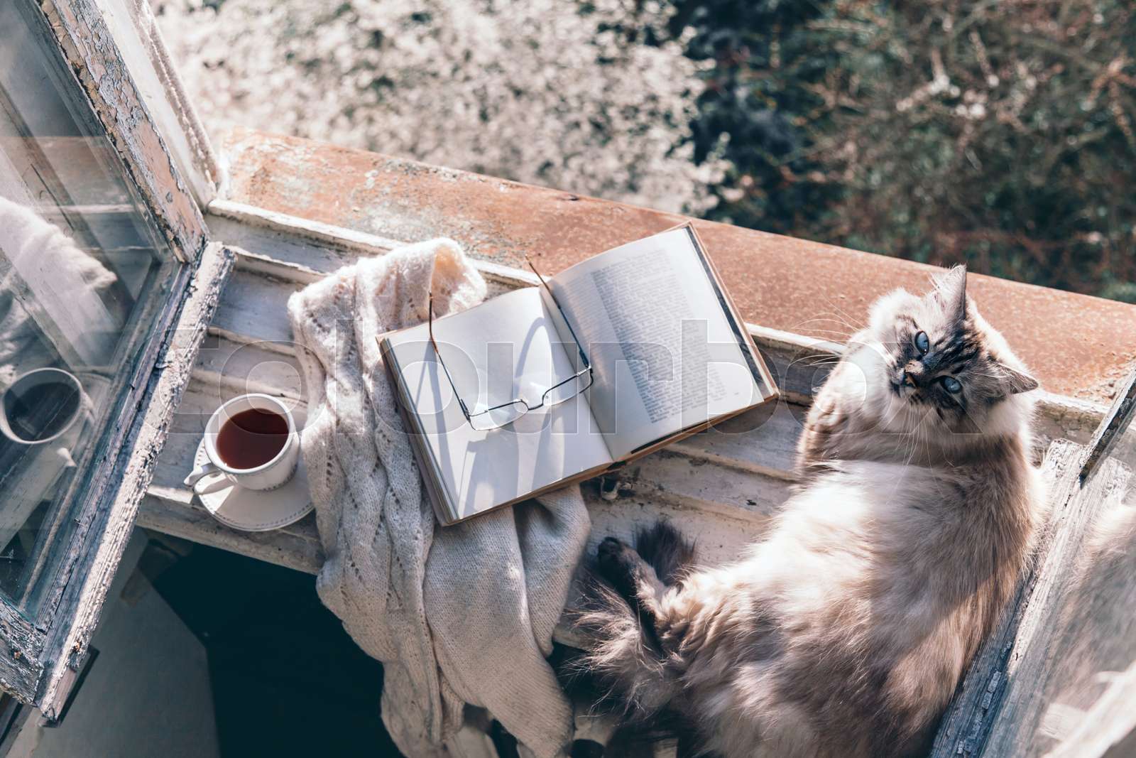 Cats sleeping on window sill by opened book | Stock image | Colourbox