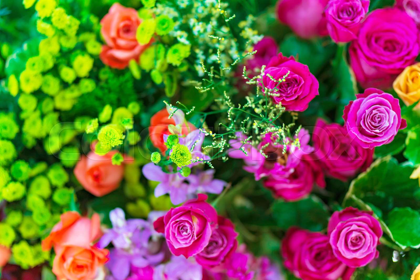 Bright Colored Flower Backgrounds
