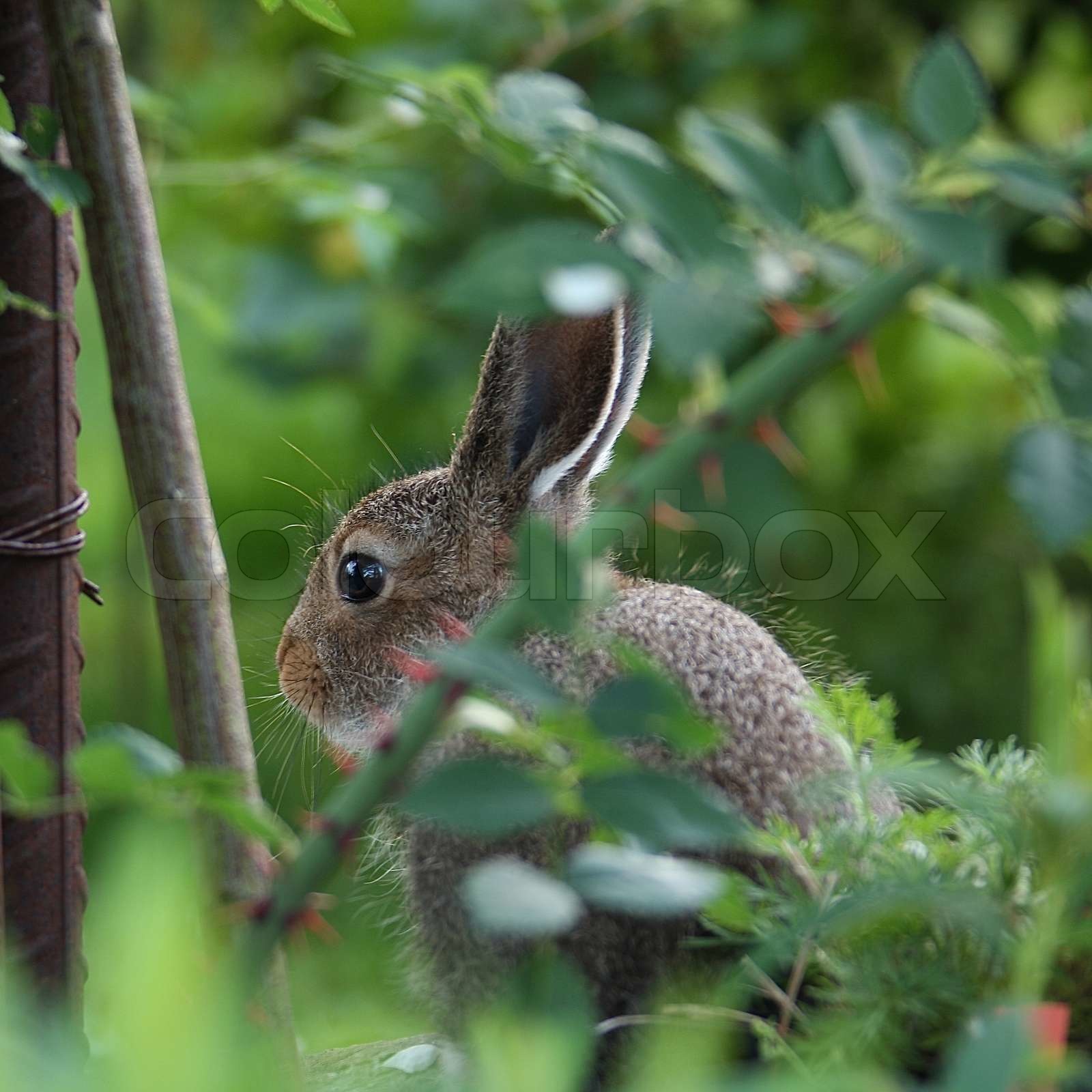 Ein kleines Baby Hase unter den Rose stammt versteckt | Stock Bild ...