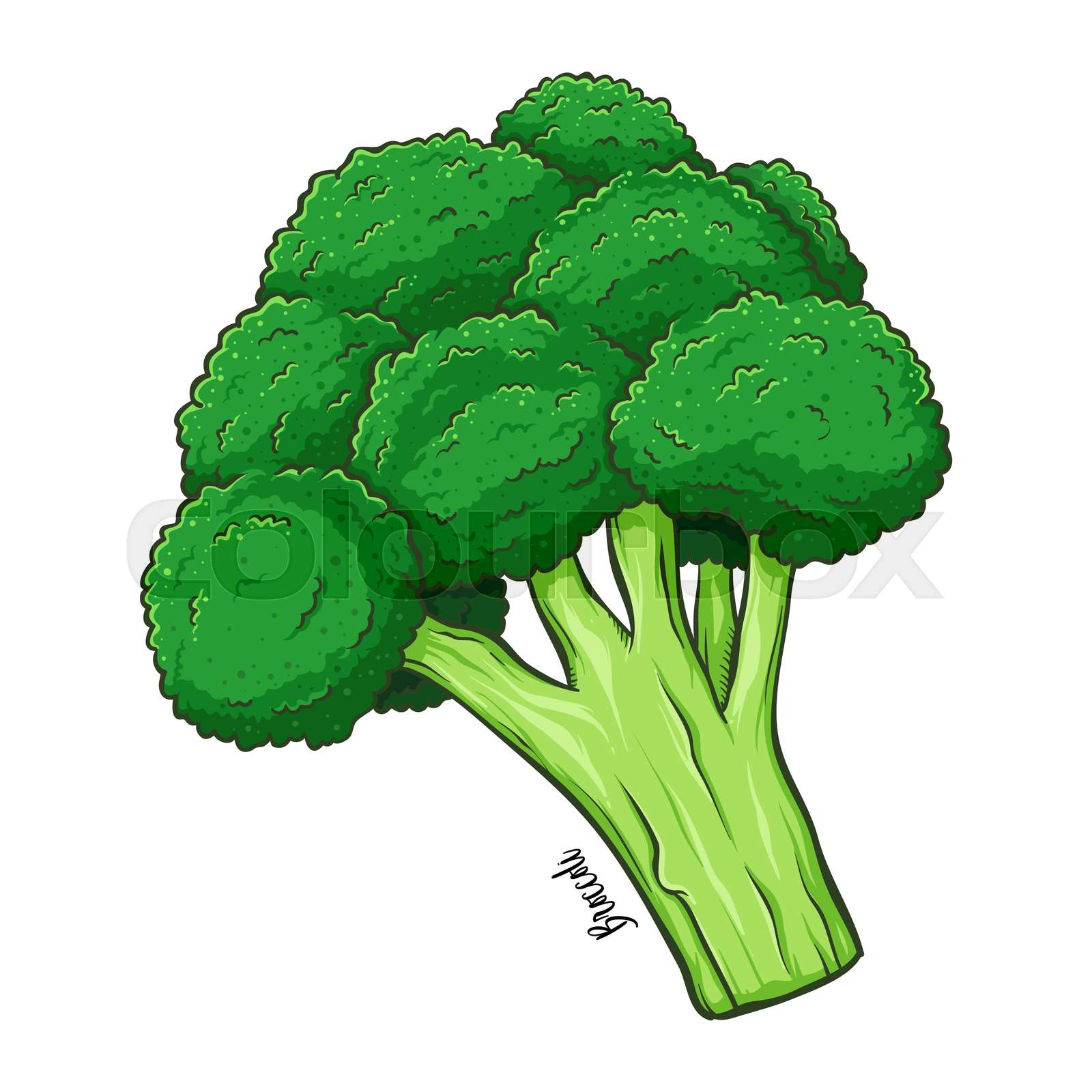 Broccoli Vegetable Hand Drawing | Stock vector | Colourbox