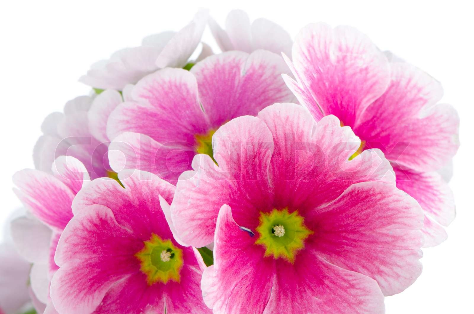 Closeup of pink primrose flowers | Stock image | Colourbox