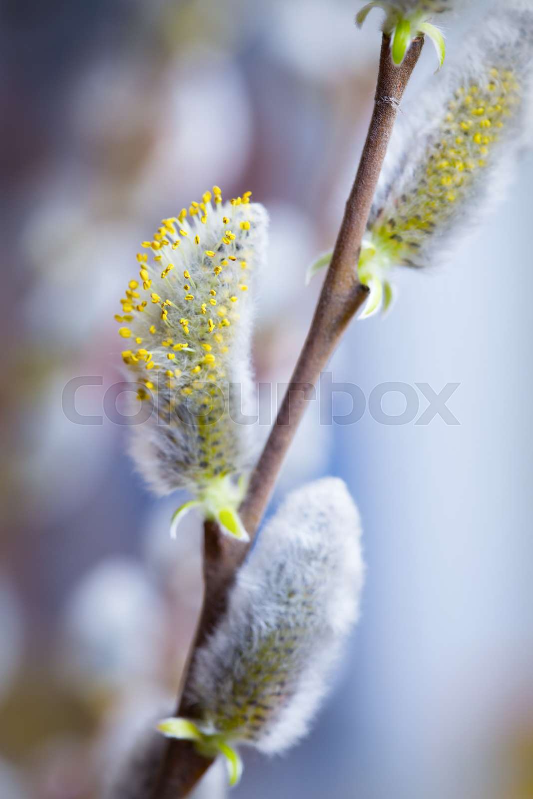 tree branch with buds | Stock image | Colourbox