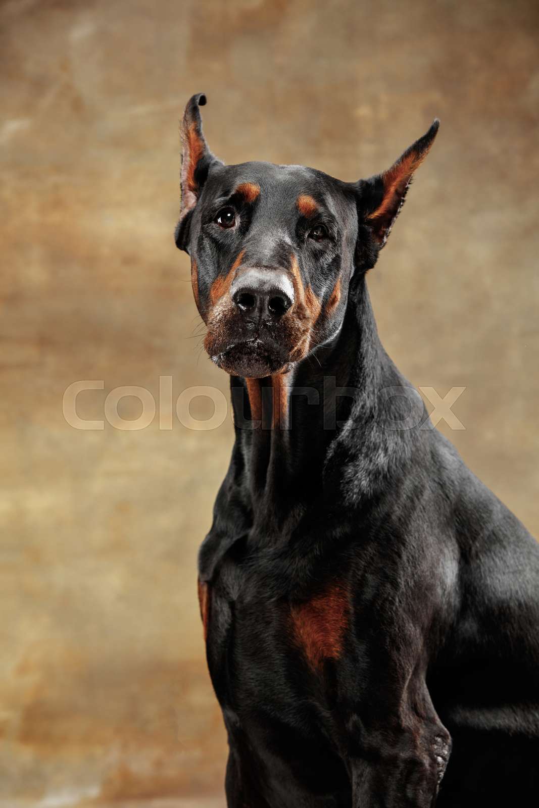 Tan Doberman Pinscher