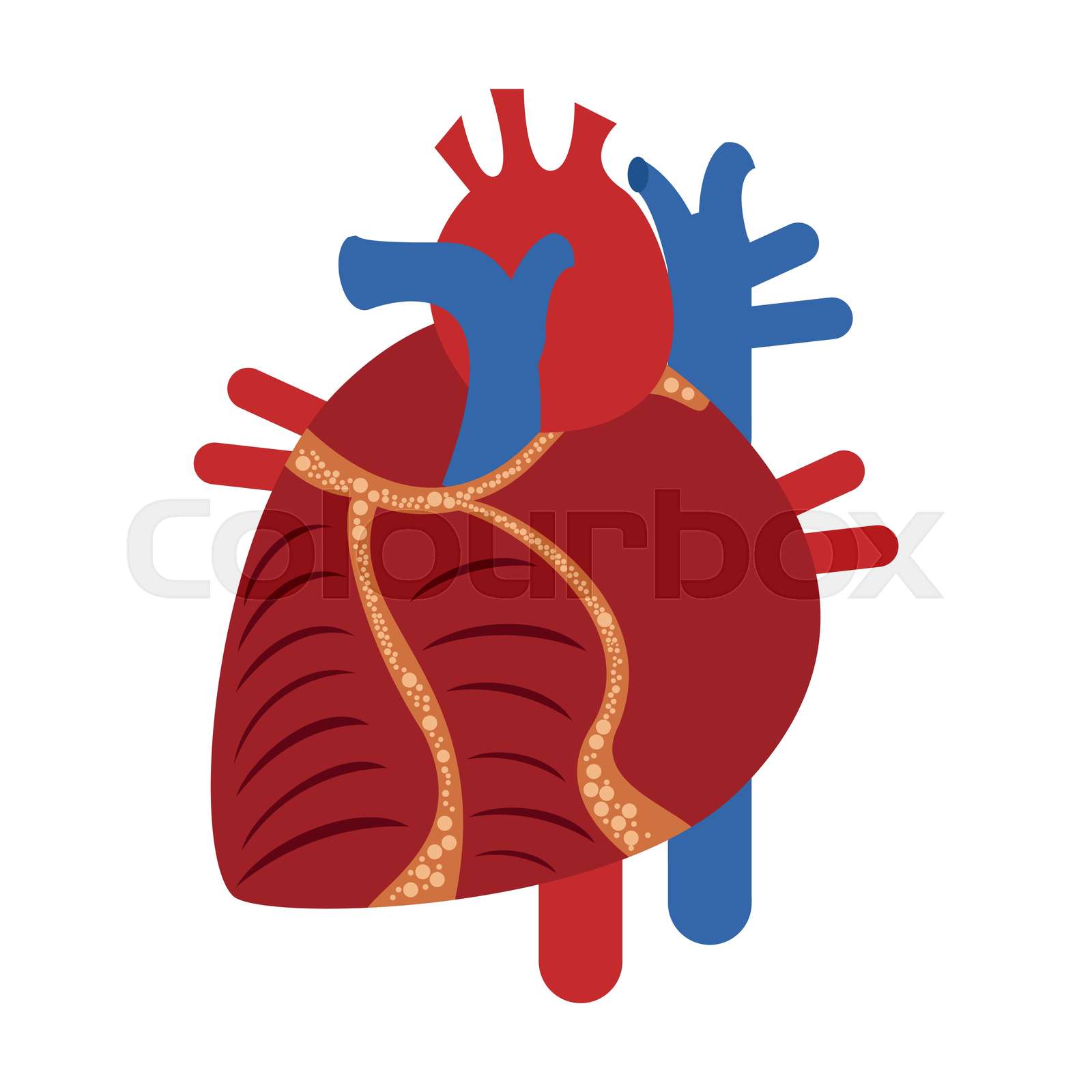 human heart icon image | Stock vector | Colourbox