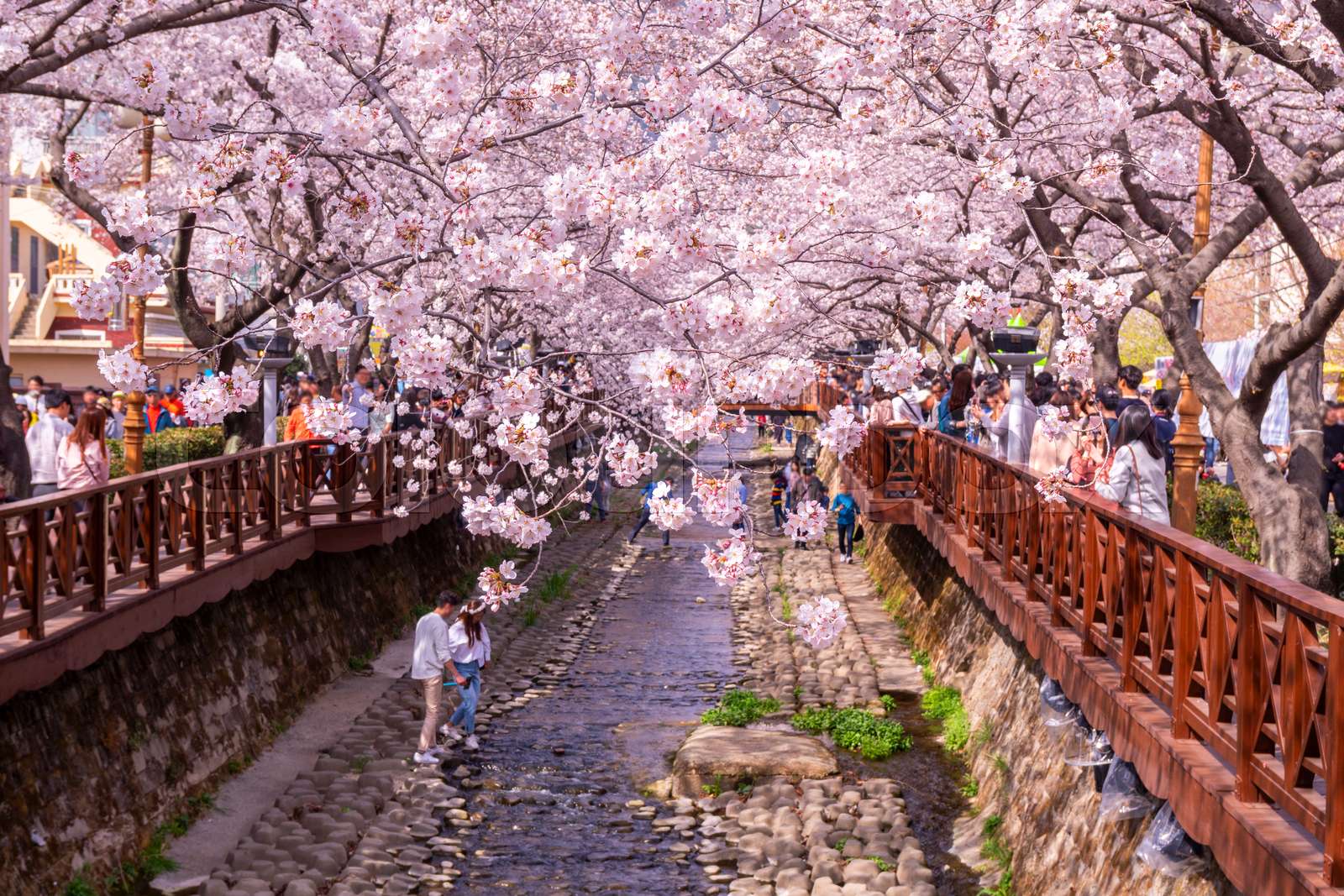 Cherry blossom festival at Gyeonghwa railway station.Jinhae,South Korea ...
