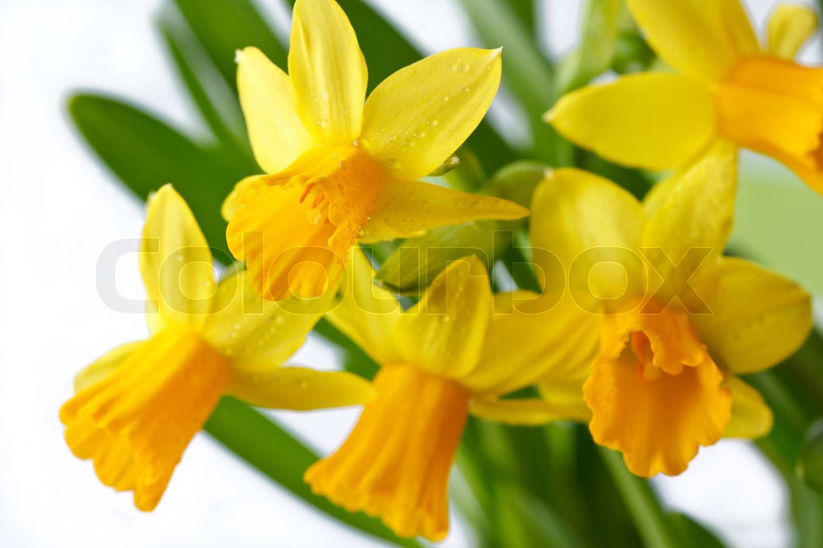 Narzisse | Stock Bild | Colourbox