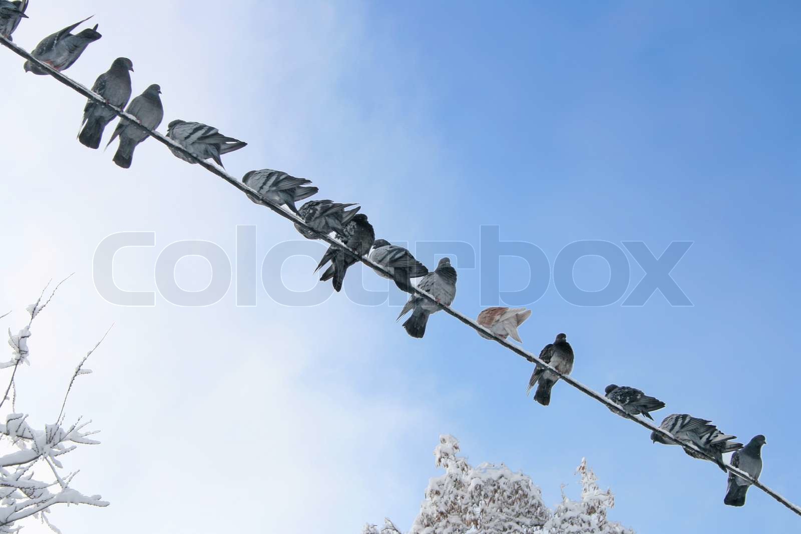 fugl due på en wire om vinteren | Stock foto | Colourbox
