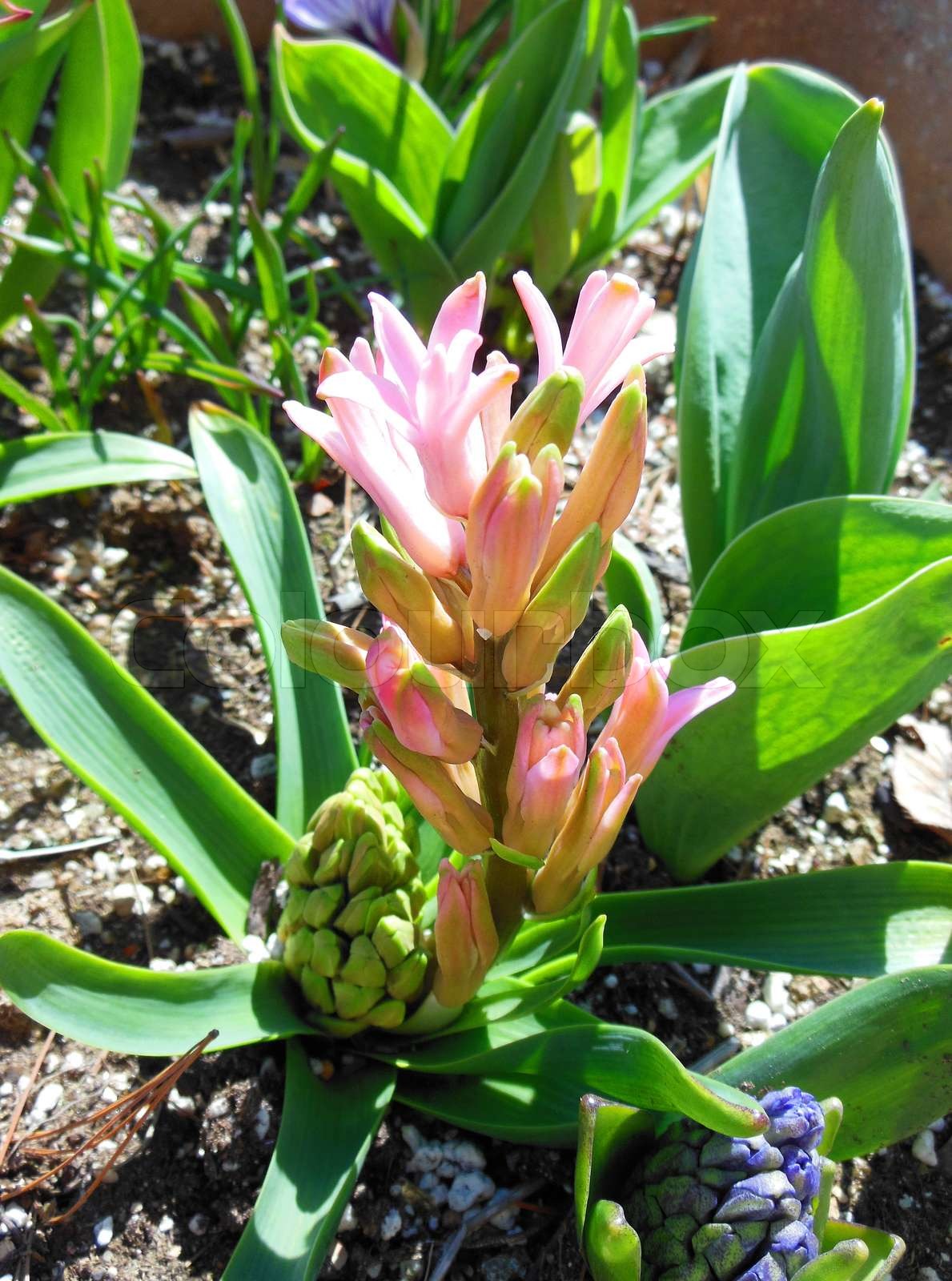 beautiful red hyacinth | Stock image | Colourbox