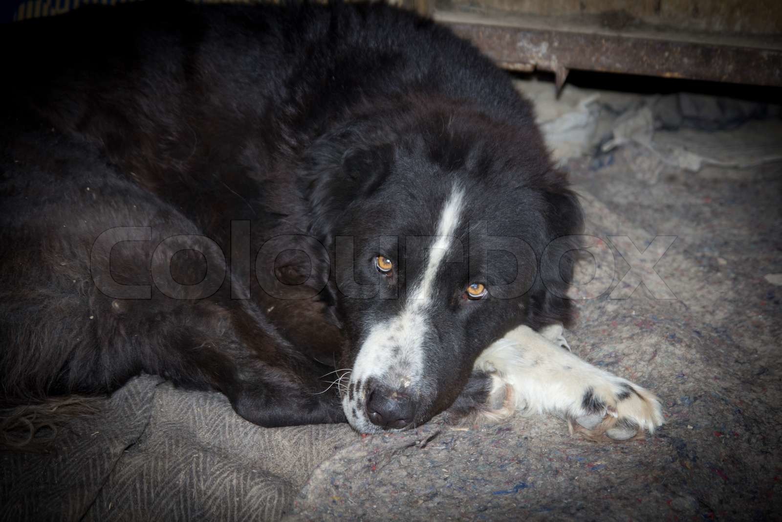 black dog | Stock image | Colourbox