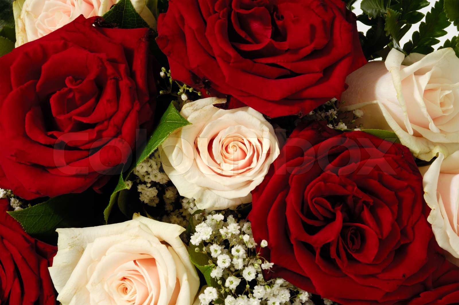 Rose bouquet | Stock image | Colourbox