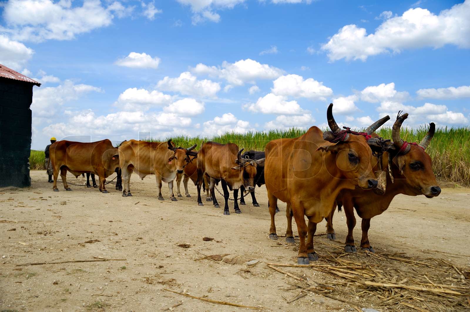 Ochsen arbeiten | Stock Bild | Colourbox