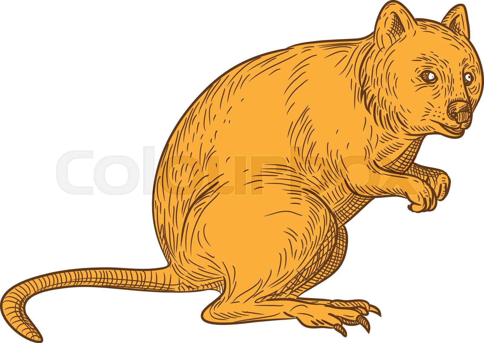 Quokka Drawing Color | Stock vector | Colourbox
