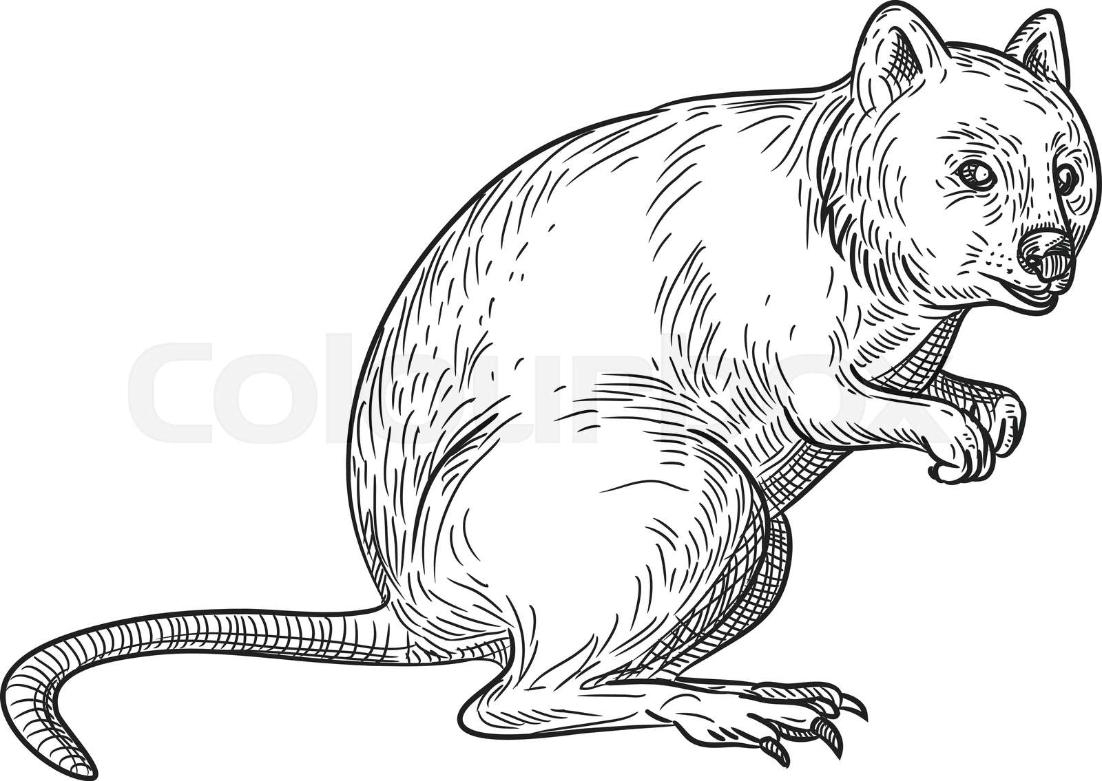 Quokka Drawing Black and White | Stock vector | Colourbox