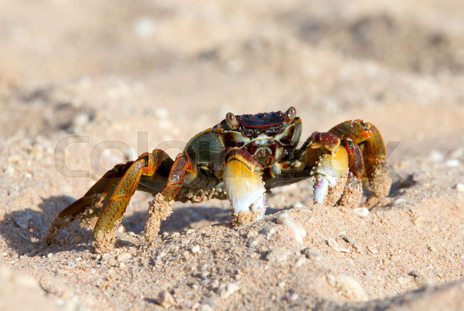 crab on beach | Stock image | Colourbox
